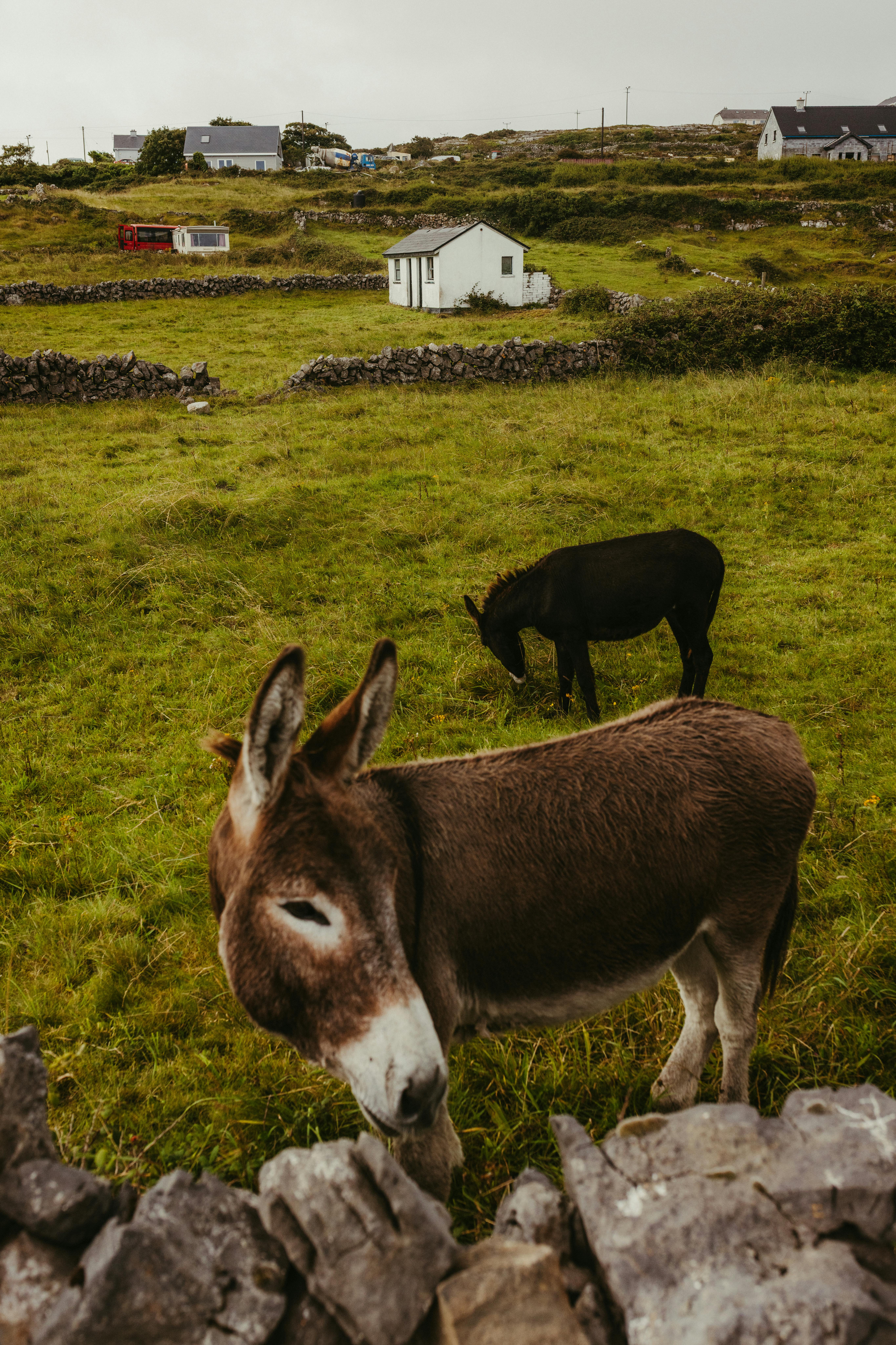 Donkeys Photos, Download The BEST Free Donkeys Stock Photos & HD Images