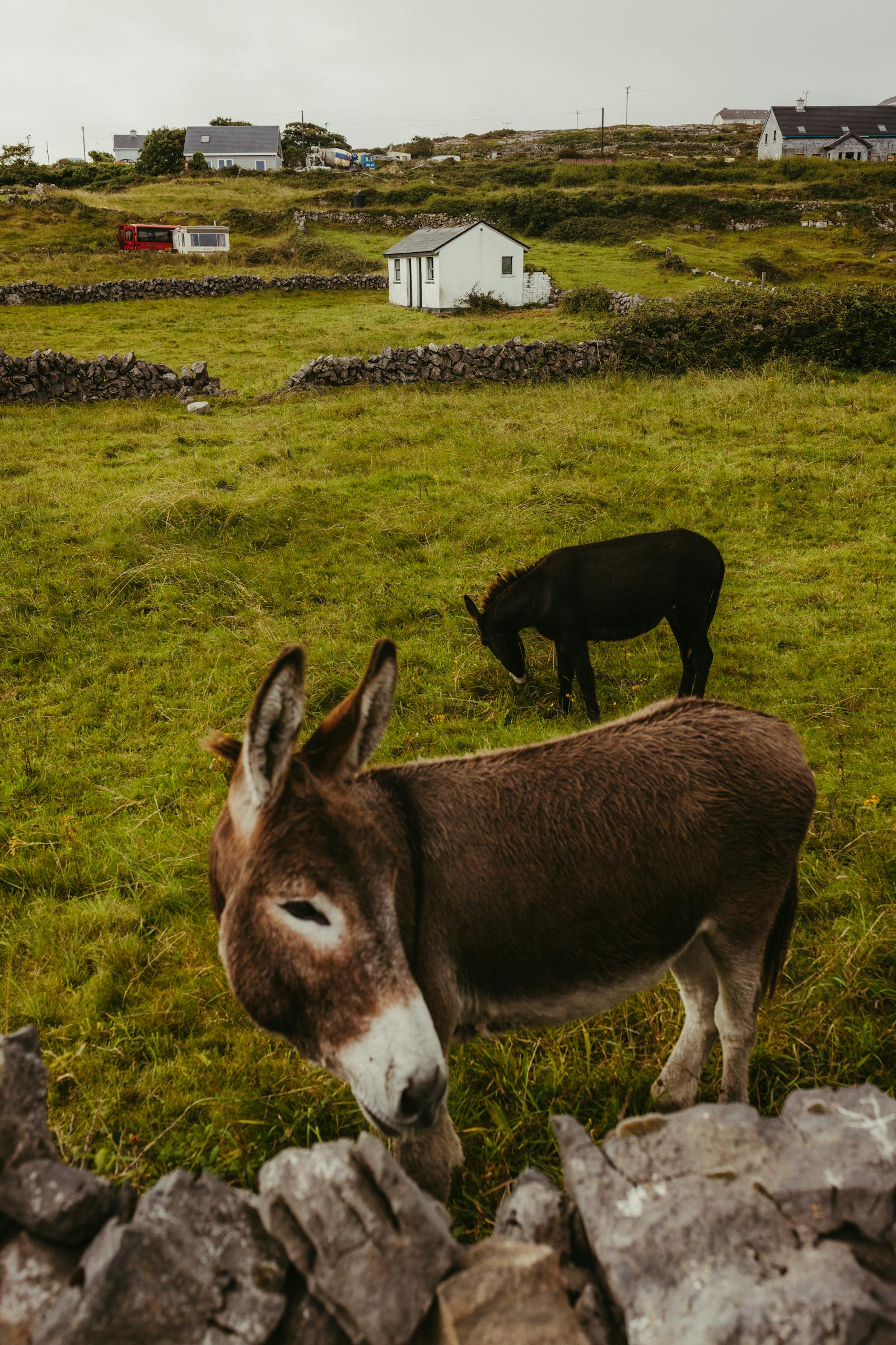 Donkey Kong Photos, Download The BEST Free Donkey Kong Stock Photos ...