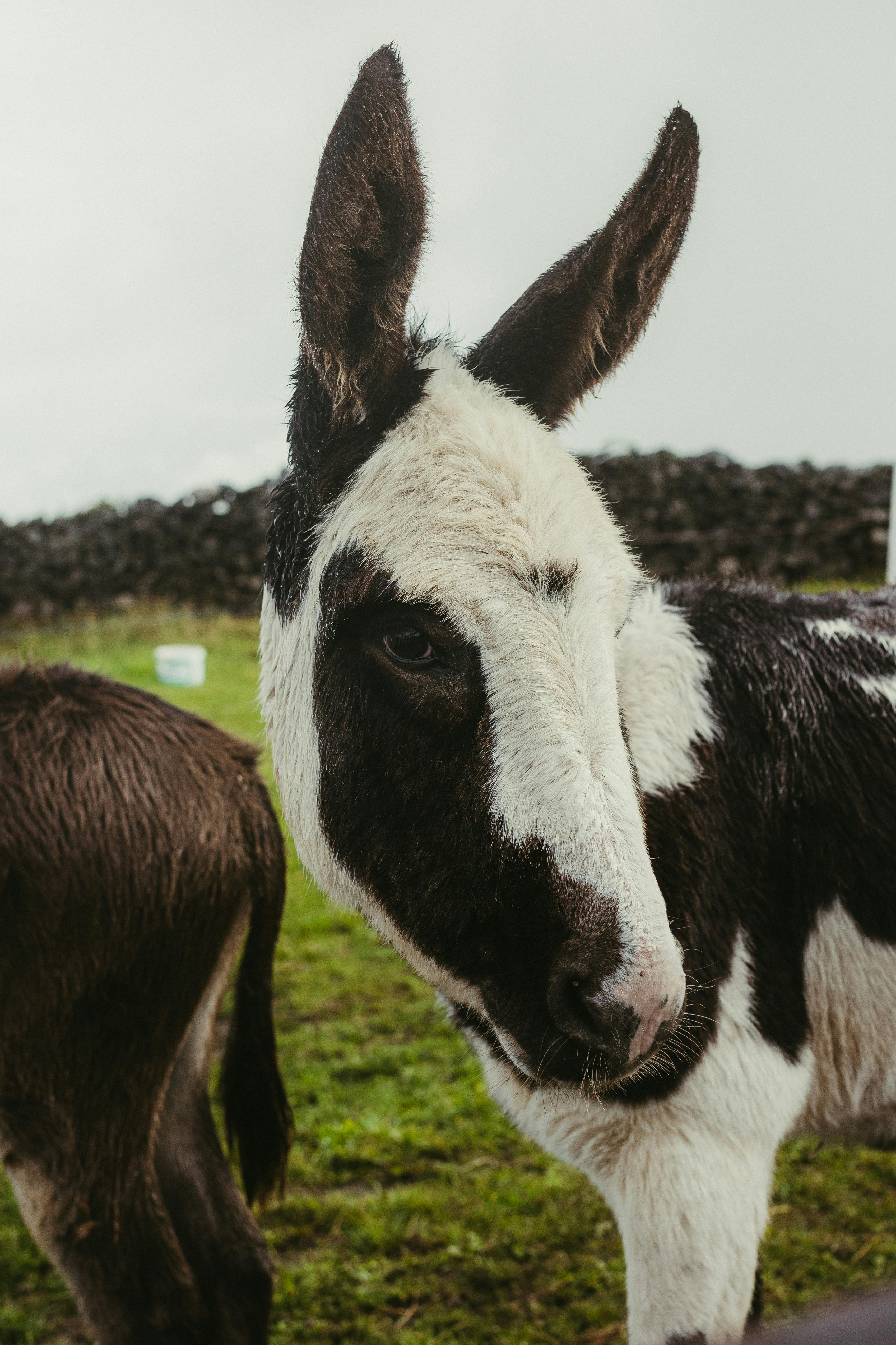 Donkey Images Photos, Download The BEST Free Donkey Images Stock Photos ...