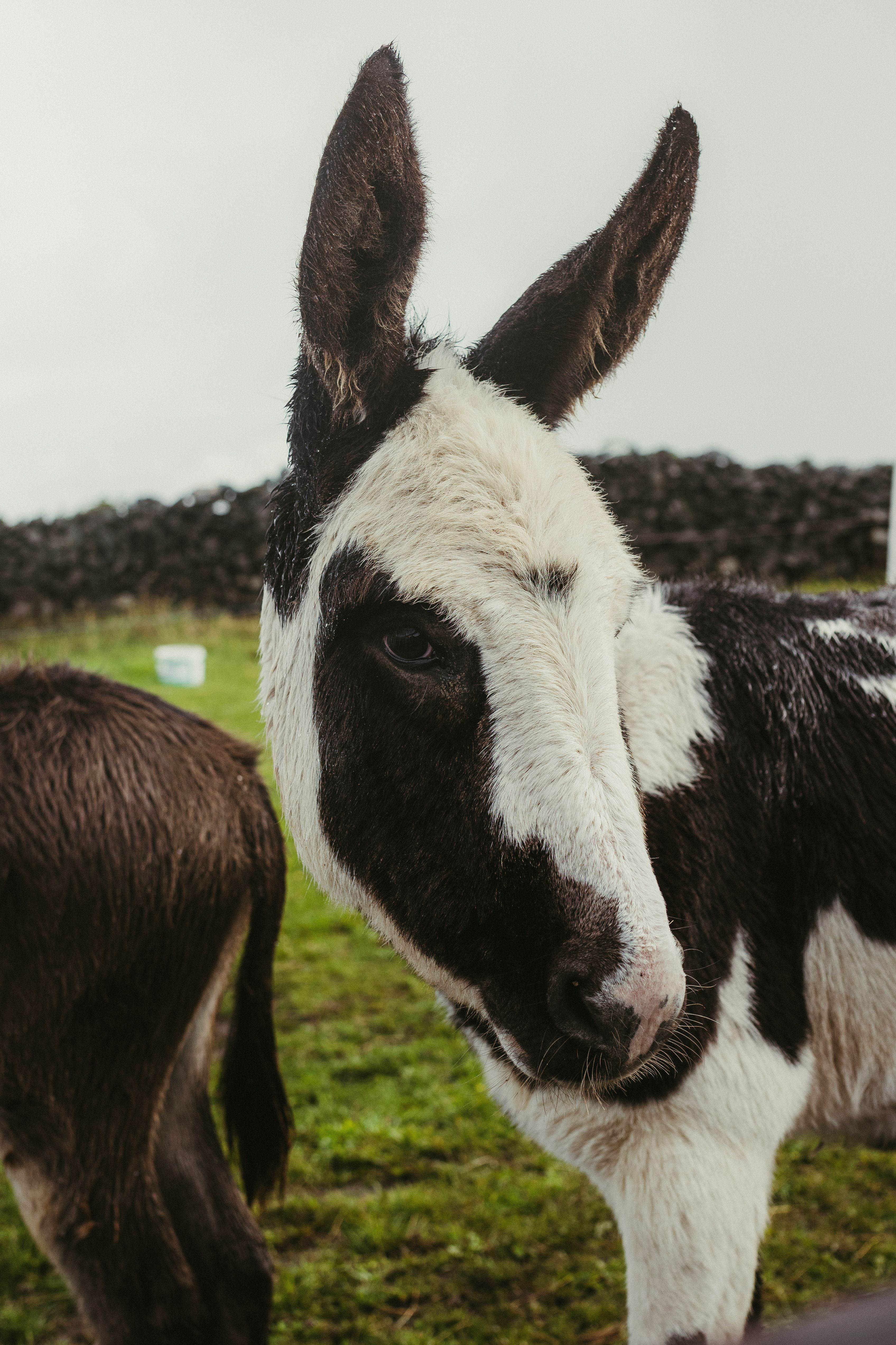 Close-Up of Donkey in Irish Countryside · Free Stock Photo