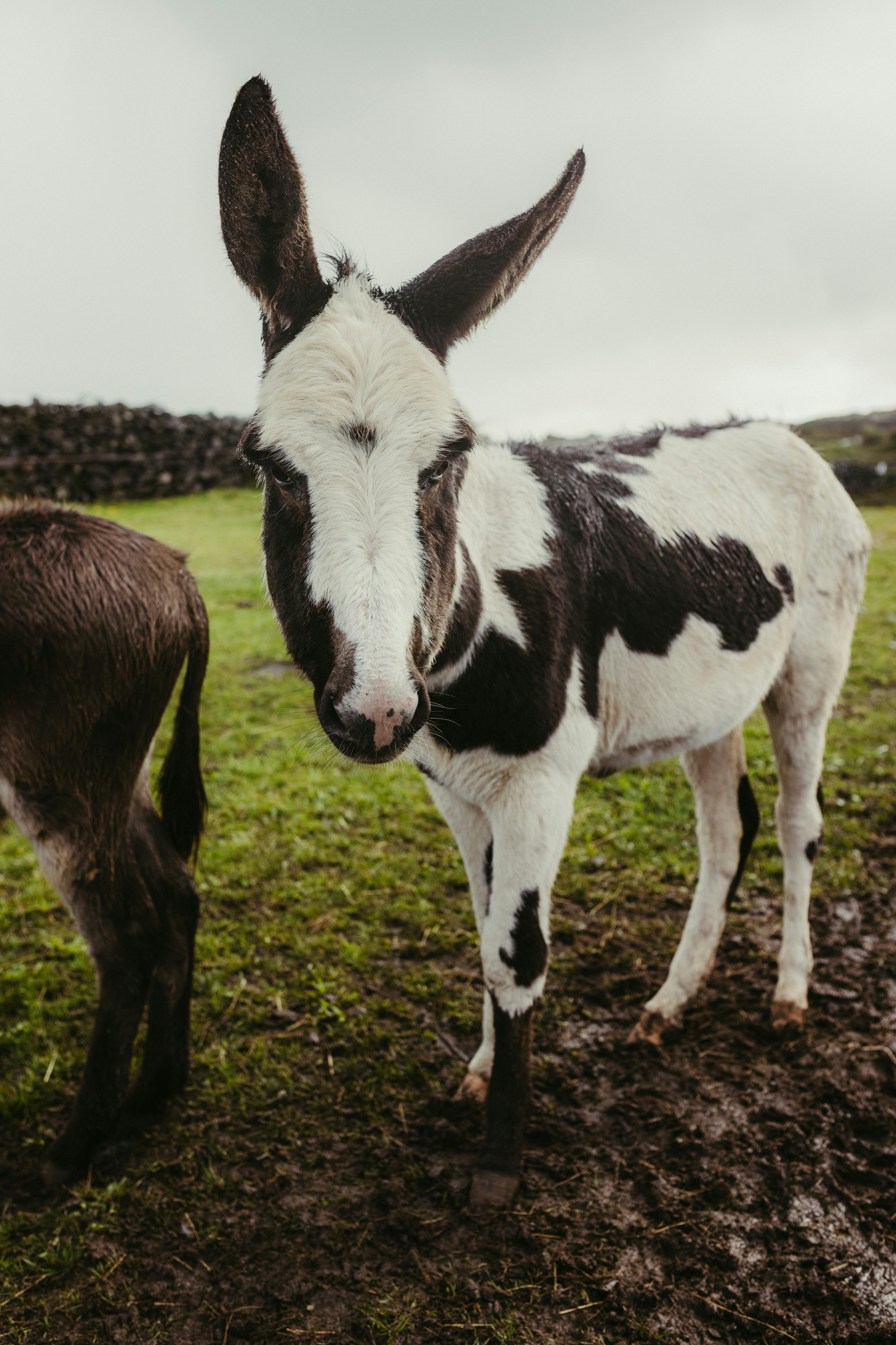 Donkey Images Photos, Download The BEST Free Donkey Images Stock Photos ...