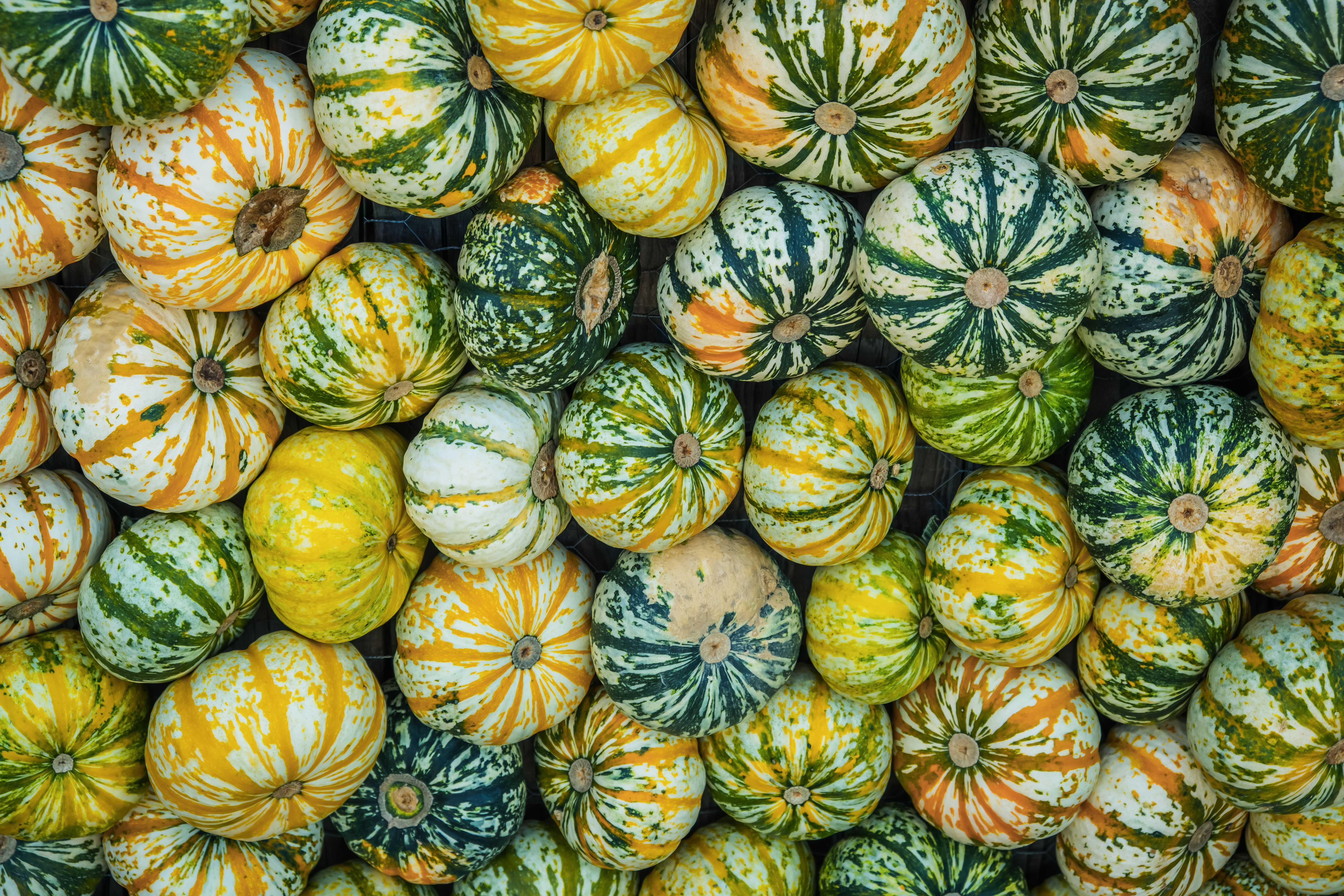 Vibrant Display of Ornamental Gourds in Fall · Free Stock Photo