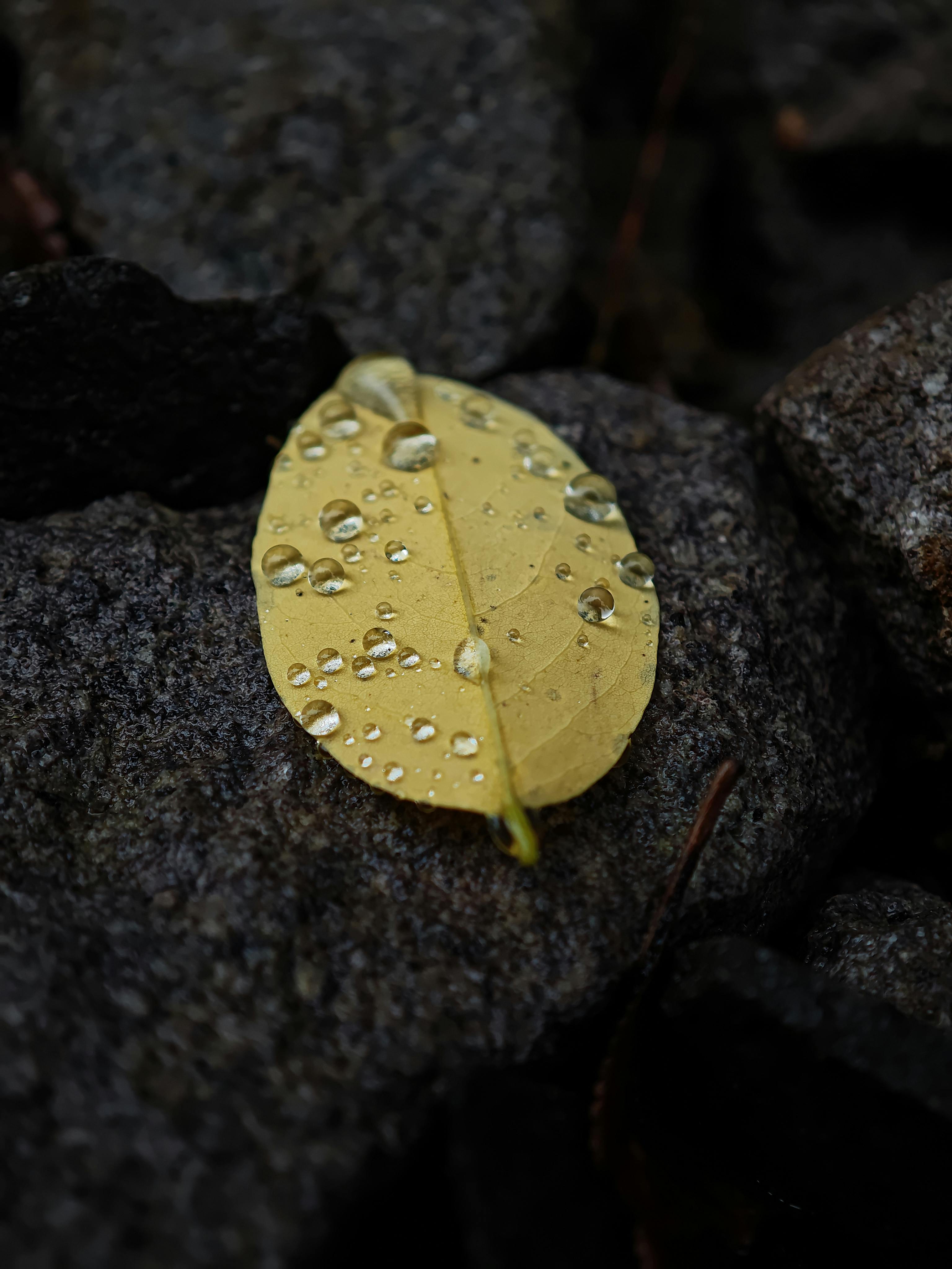 Fall Images Photos, Download The BEST Free Fall Images Stock Photos ...