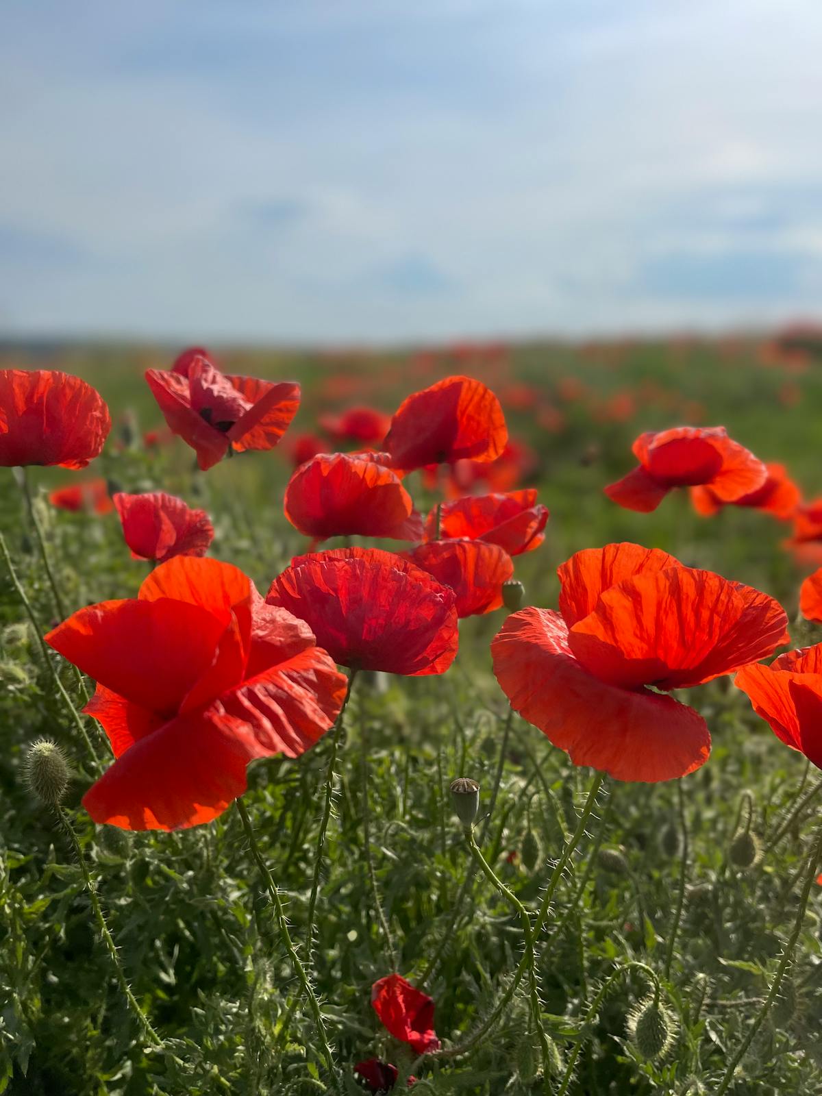 Poppy Field Photos, Download The BEST Free Poppy Field Stock Photos ...