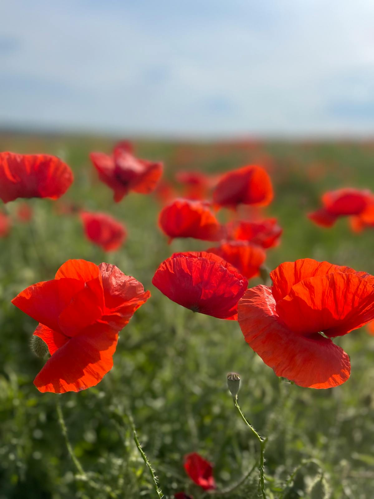 Poppy Field Photos, Download The BEST Free Poppy Field Stock Photos ...