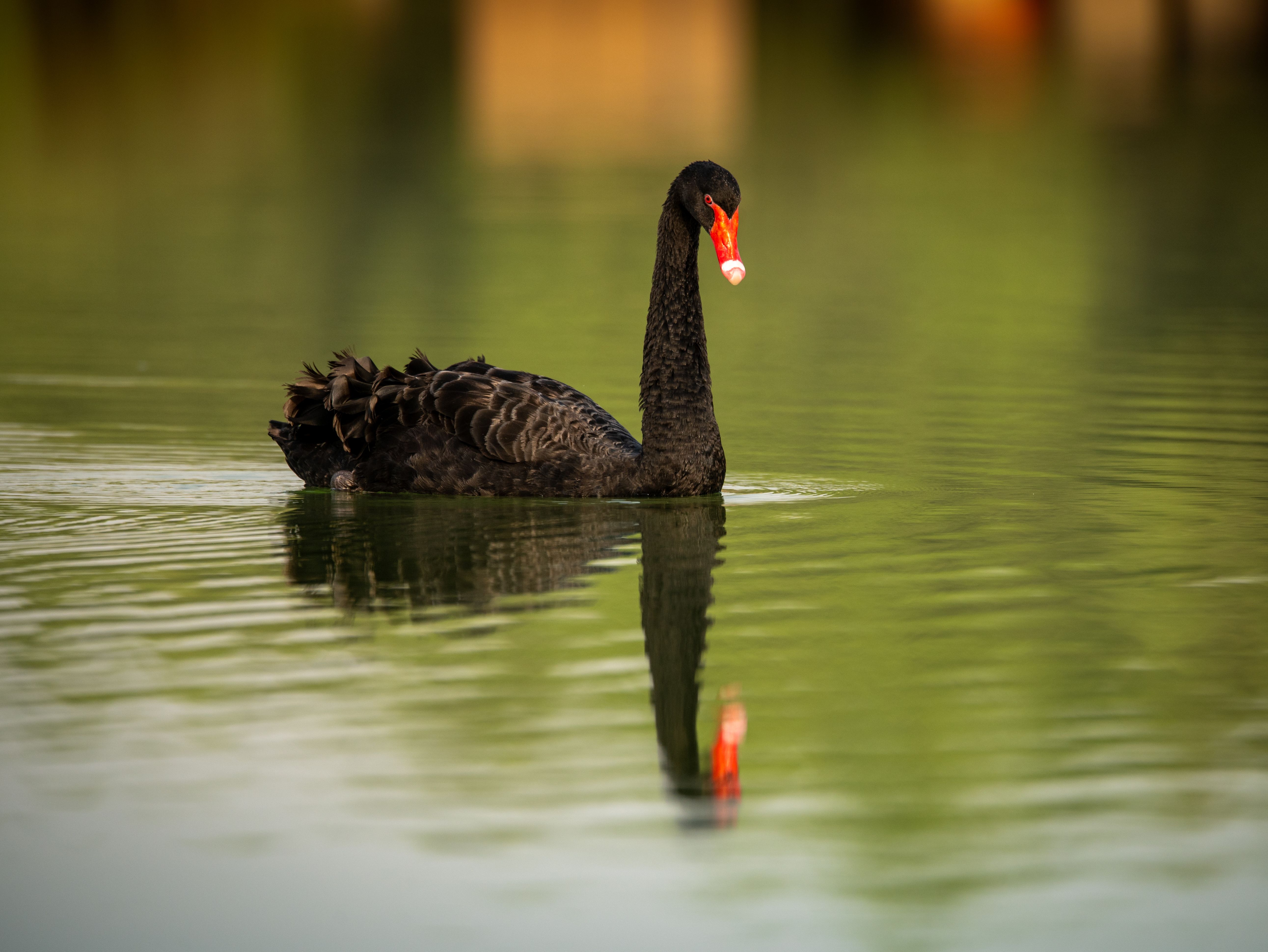 Angsa Hitam Elegan Meluncur Di Perairan Danau Yang Tenang · Foto Stok ...