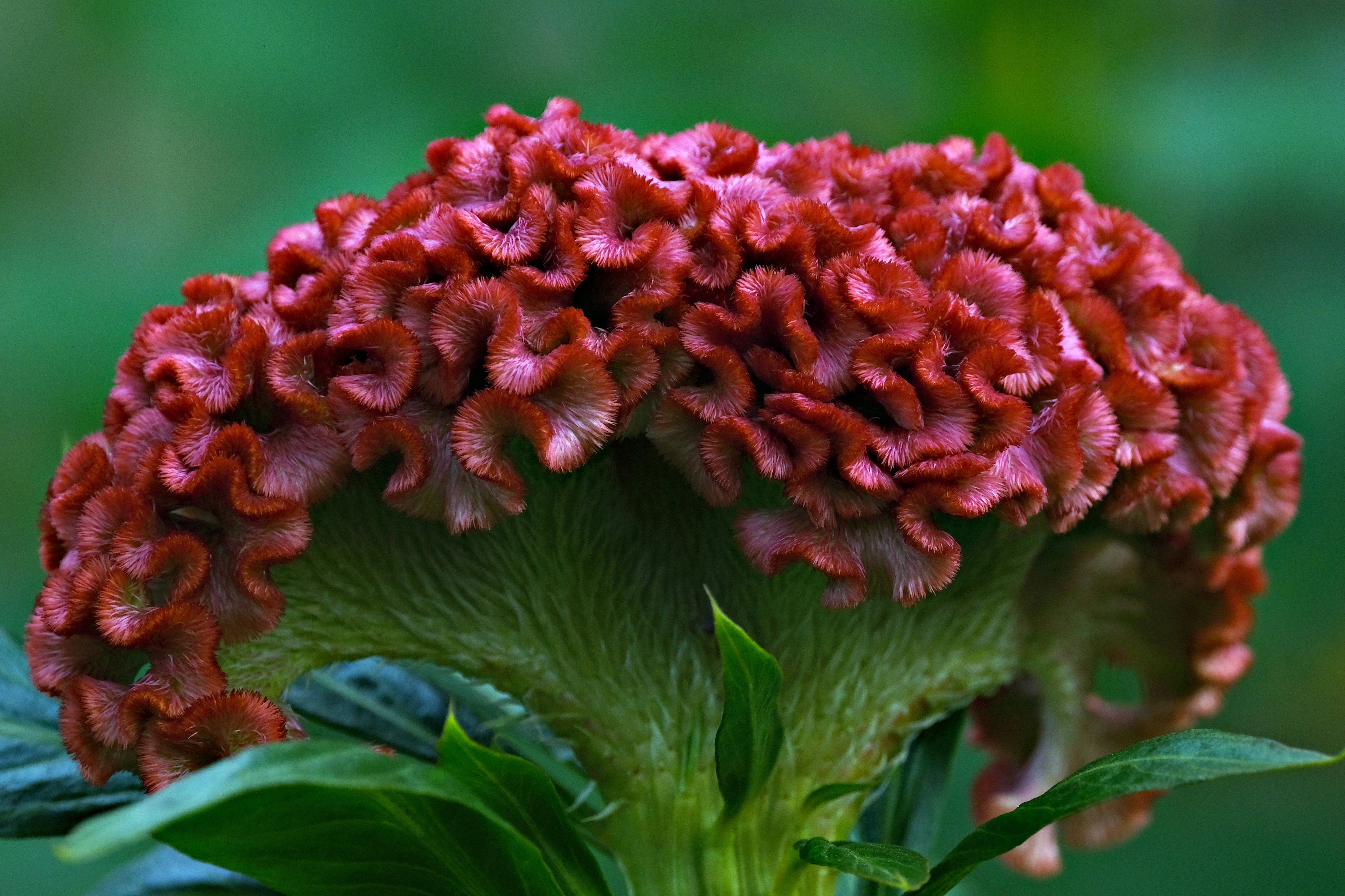 Primer Plano De Una Vibrante Flor Roja De Cresta De Gallo · Foto de ...