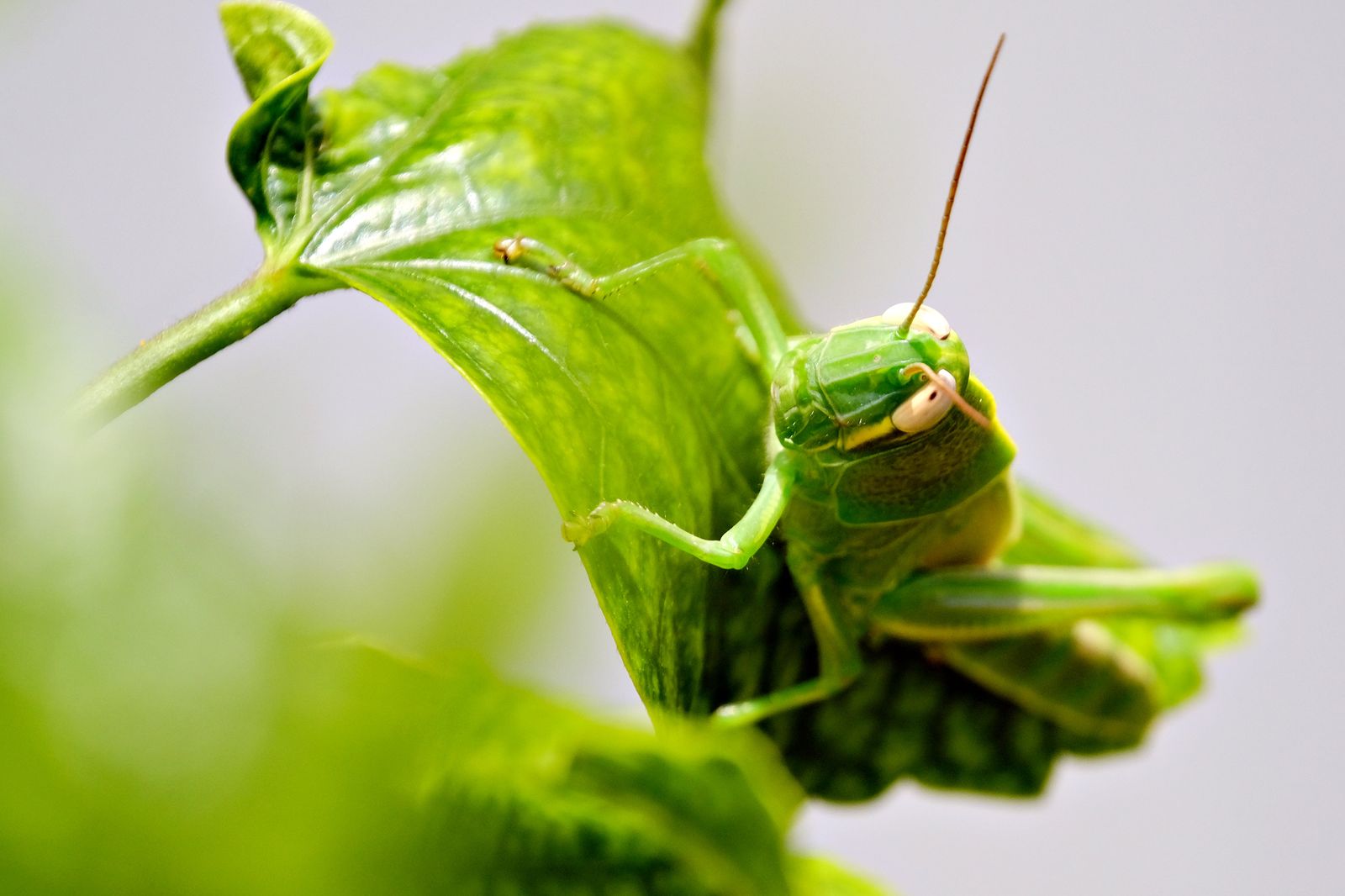 Grasshopper Photos, Download The BEST Free Grasshopper Stock Photos ...