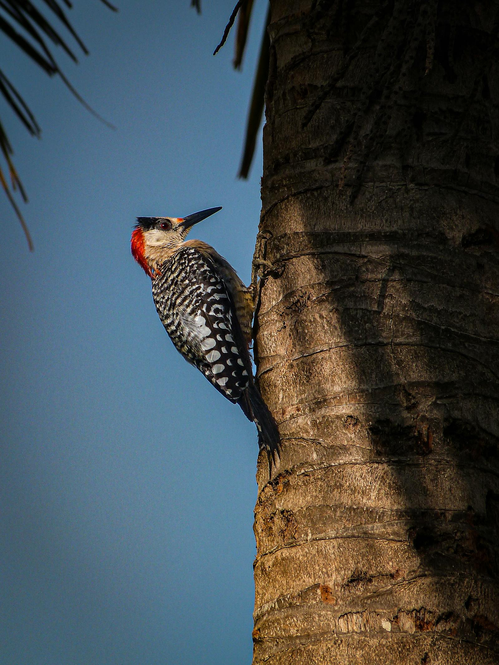 Flappy Bird Photos, Download The BEST Free Flappy Bird Stock Photos ...