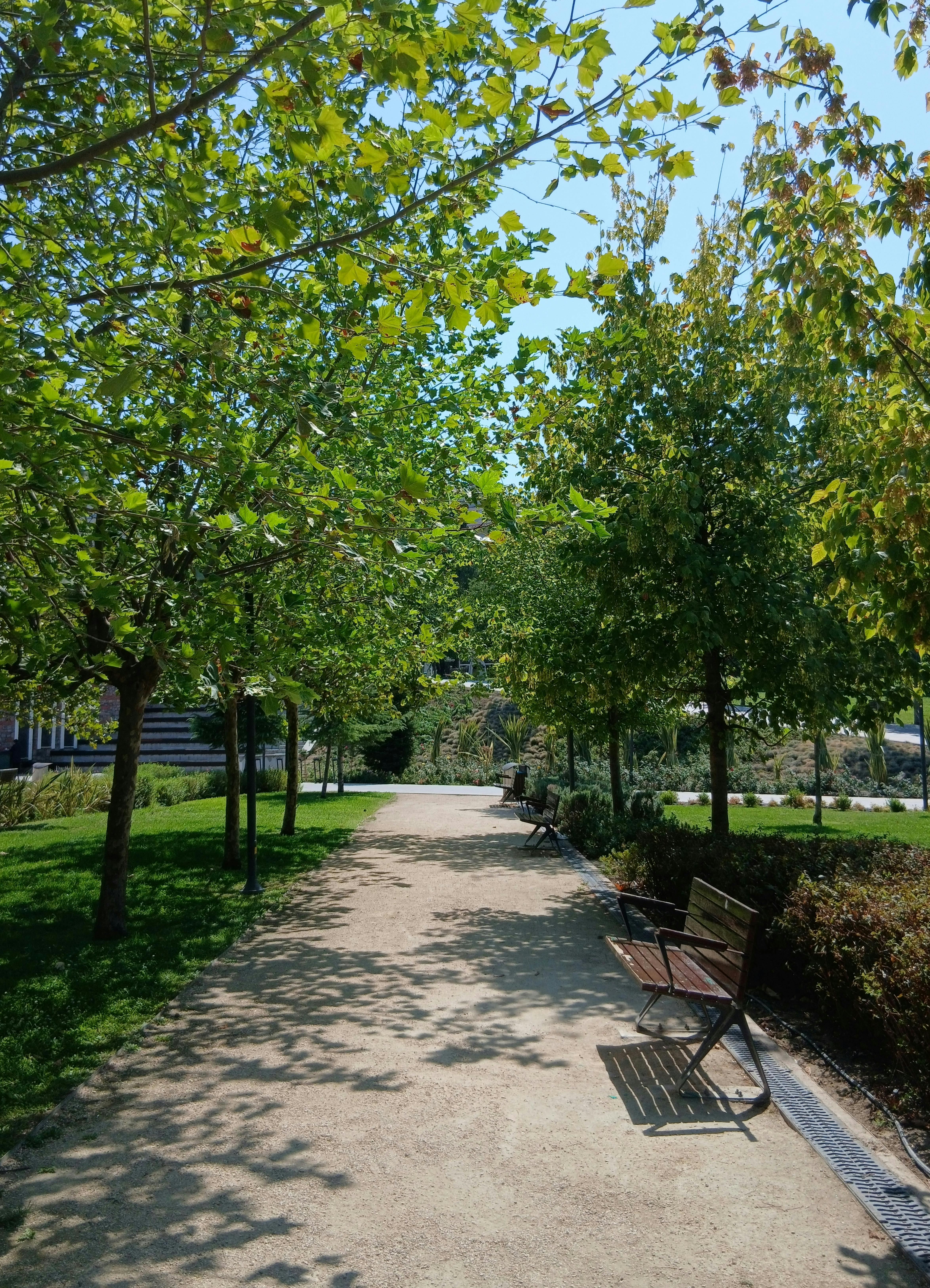 Sunny Pathway in a Green Park Setting · Free Stock Photo