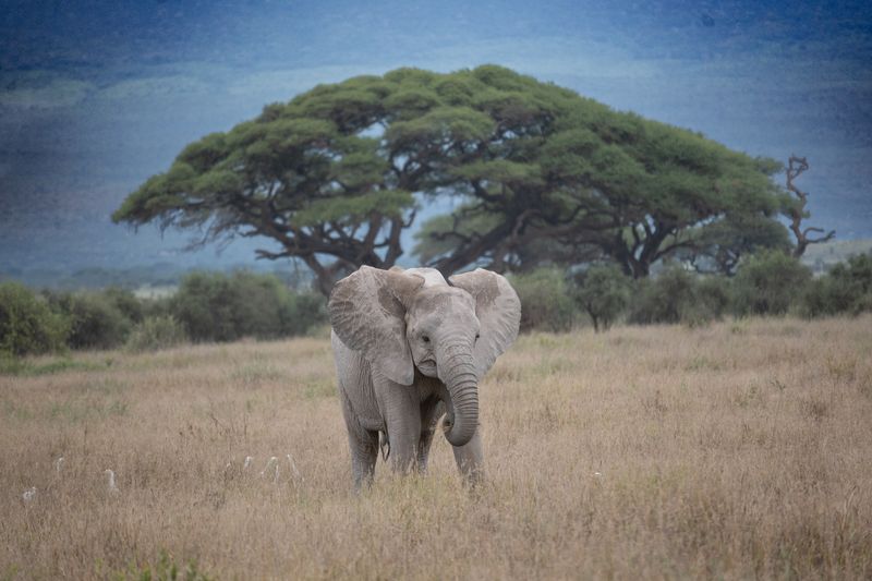 Wild Animals Slideshow Photos, Download The BEST Free Wild Animals ...