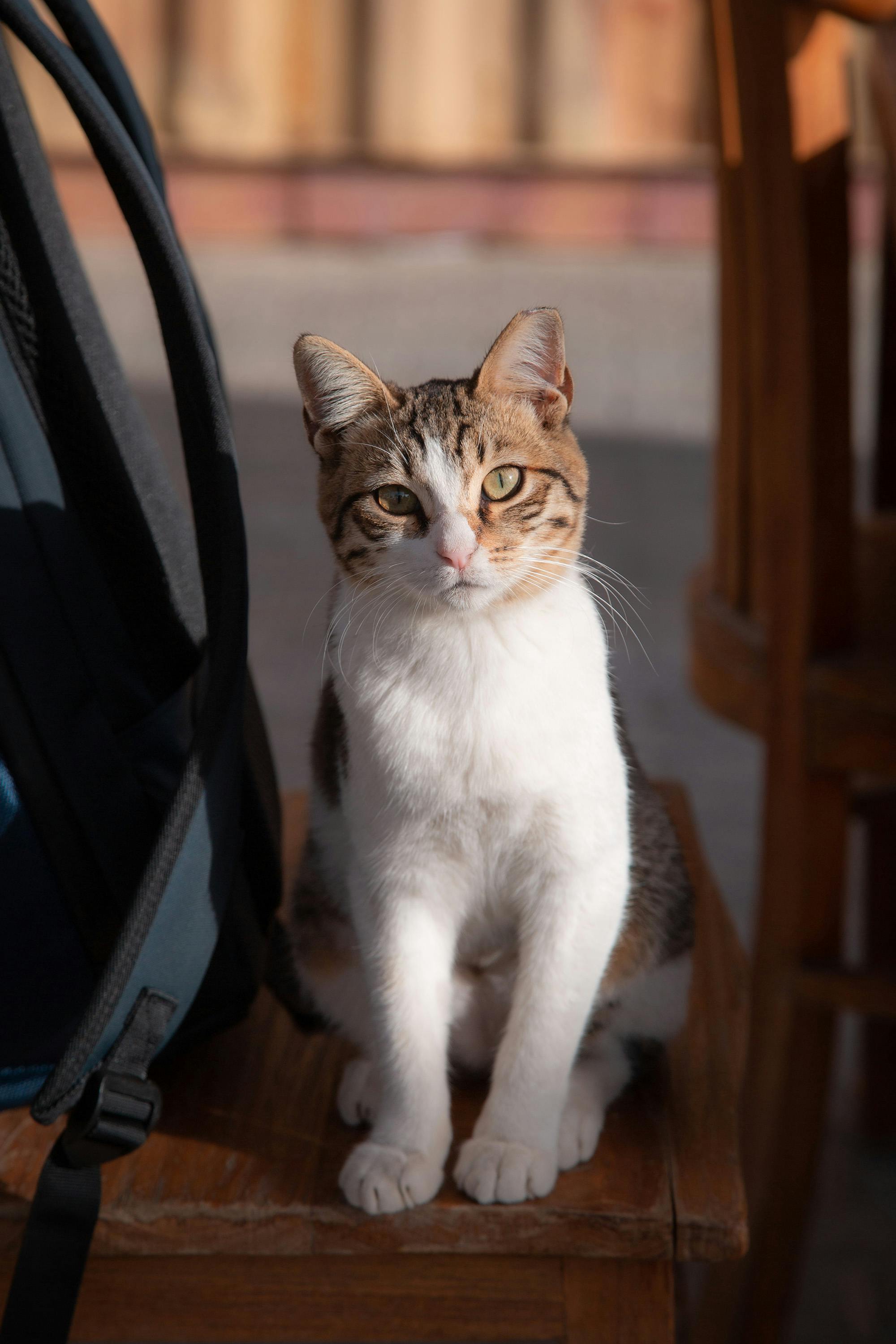 Beluga Cat Photos, Download The BEST Free Beluga Cat Stock Photos & HD ...