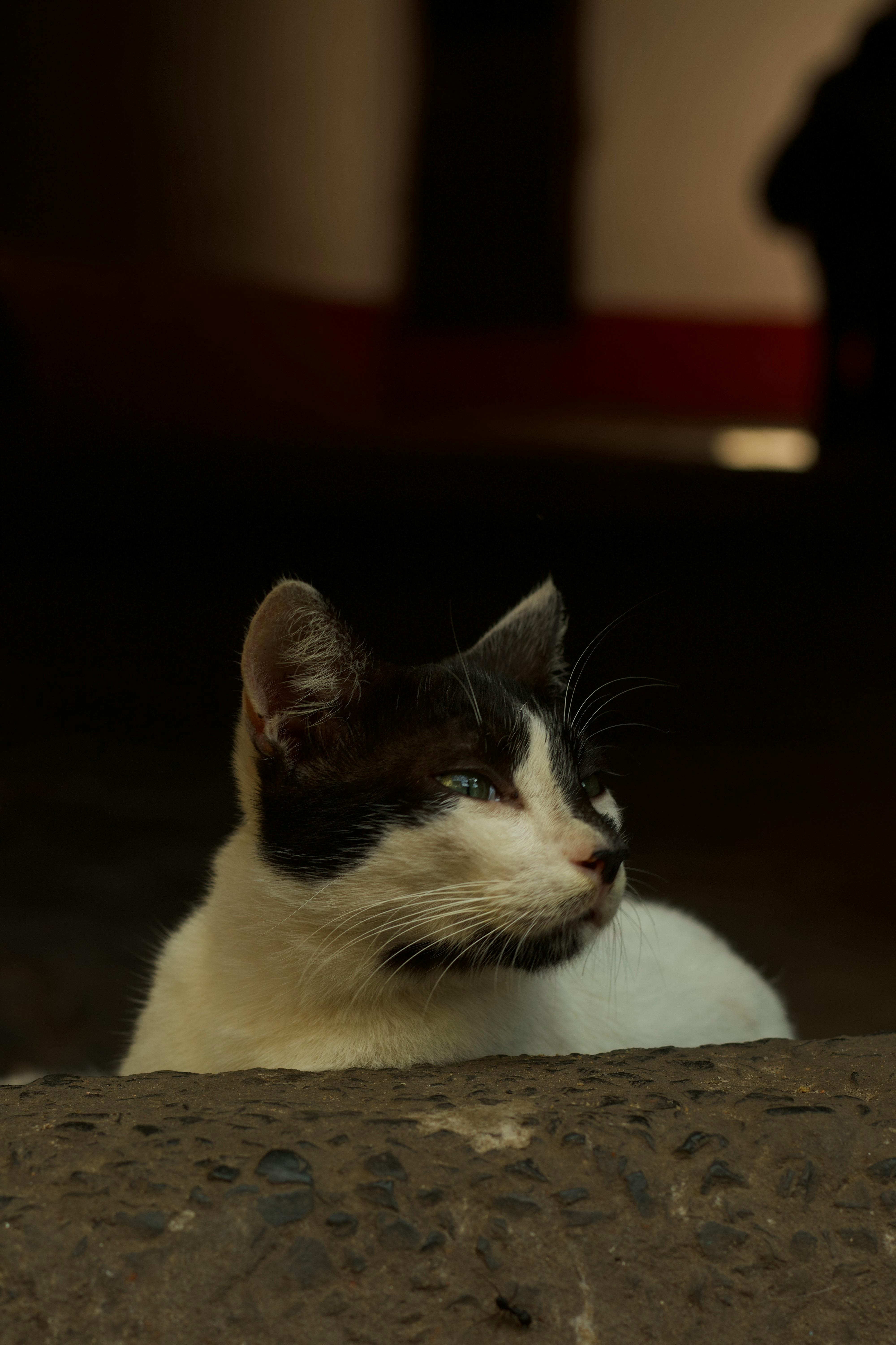 Beluga Cat Photos, Download The BEST Free Beluga Cat Stock Photos & HD ...