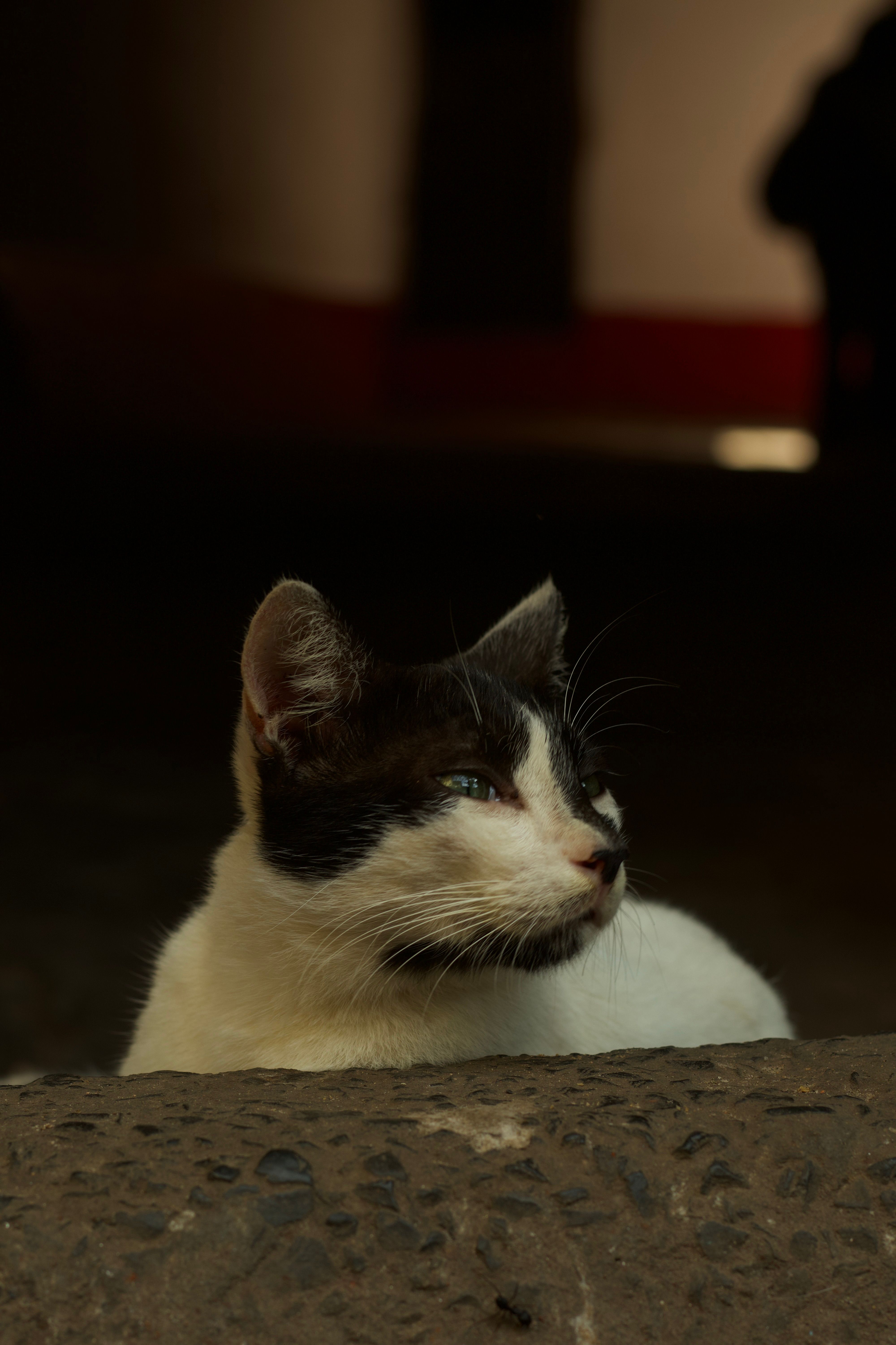 Beluga Cat Photos, Download The BEST Free Beluga Cat Stock Photos & HD ...