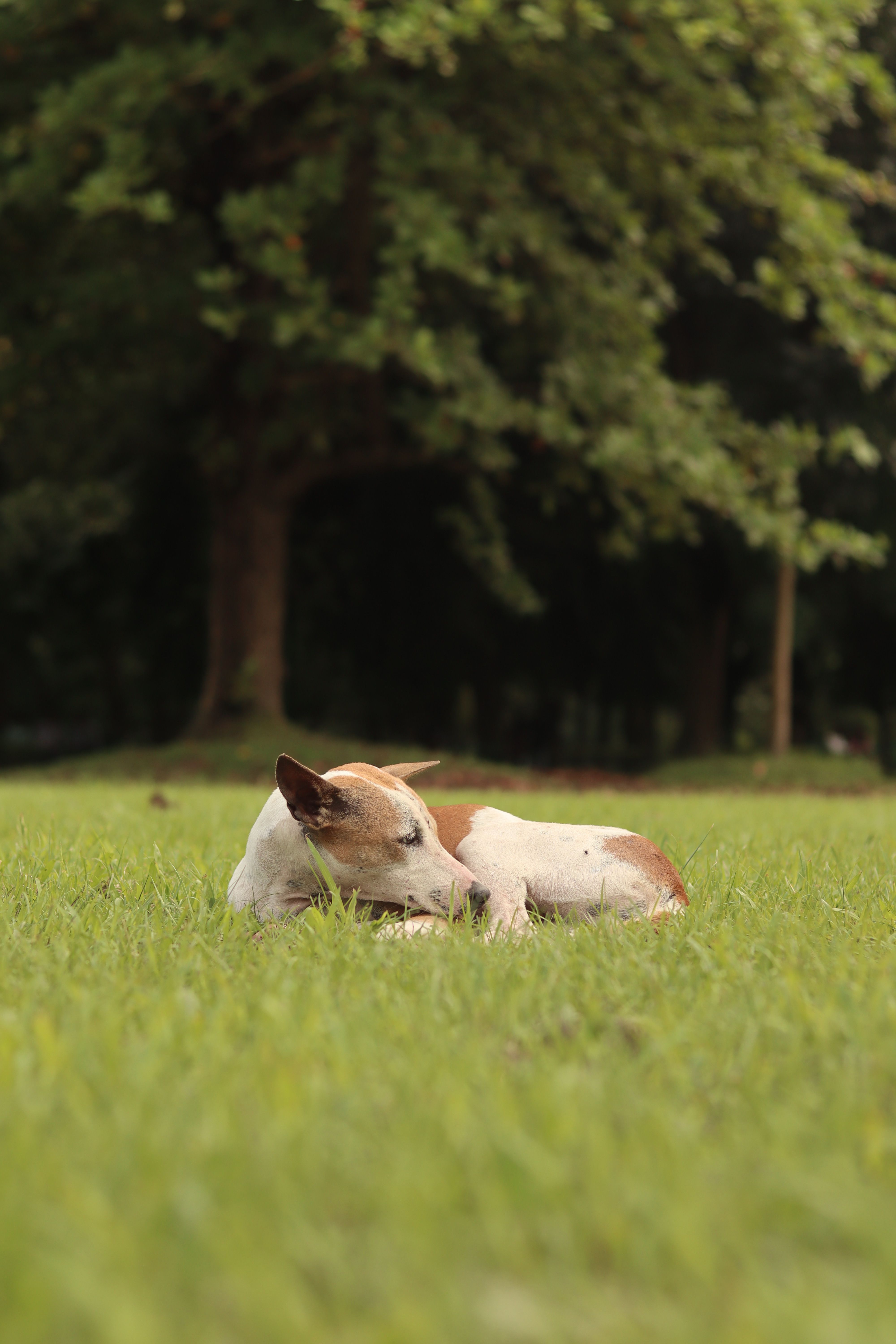 Peaceful Dog Resting on Green Grass in Park · Free Stock Photo
