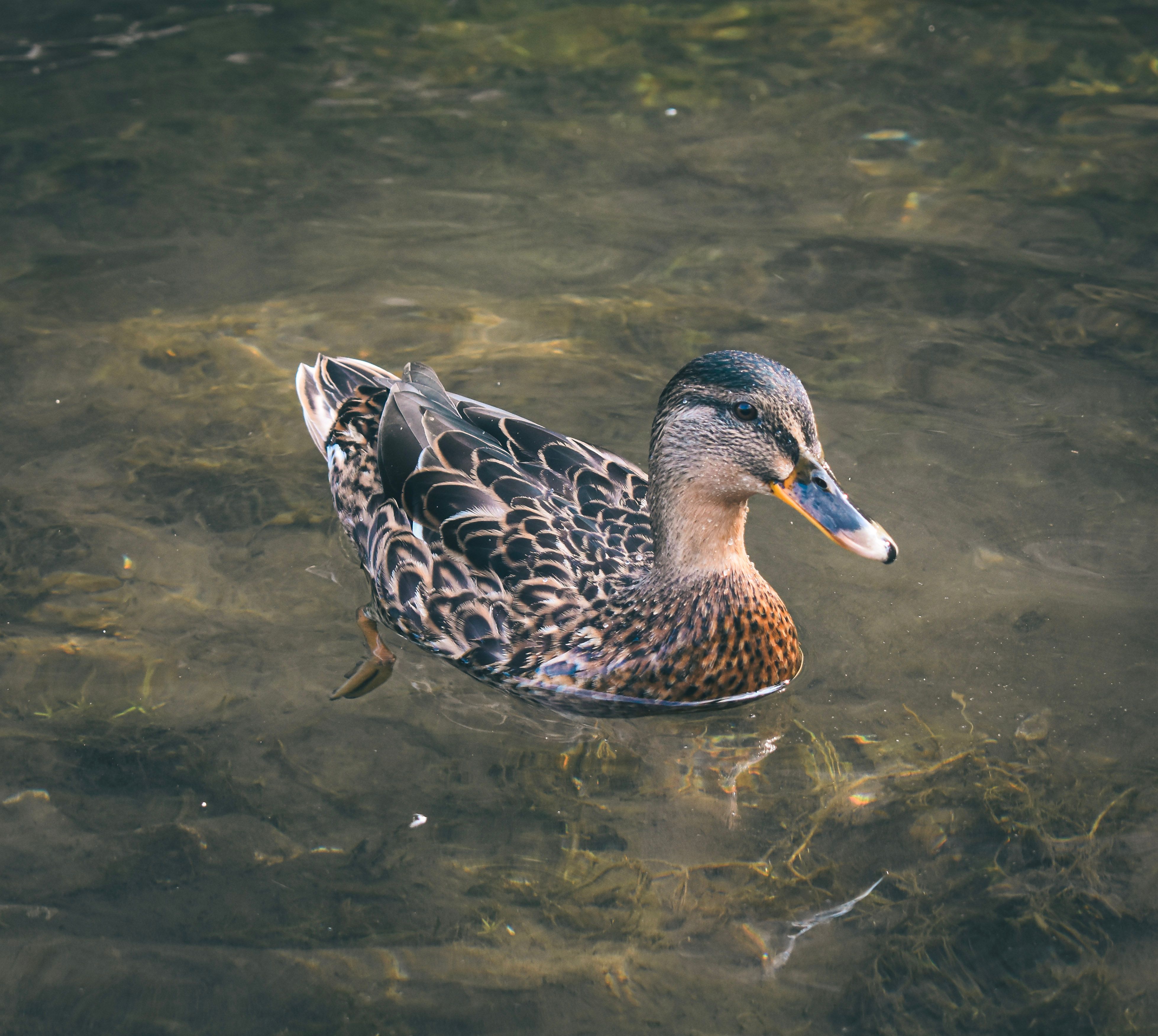 Hen Images Photos, Download The BEST Free Hen Images Stock Photos & HD ...