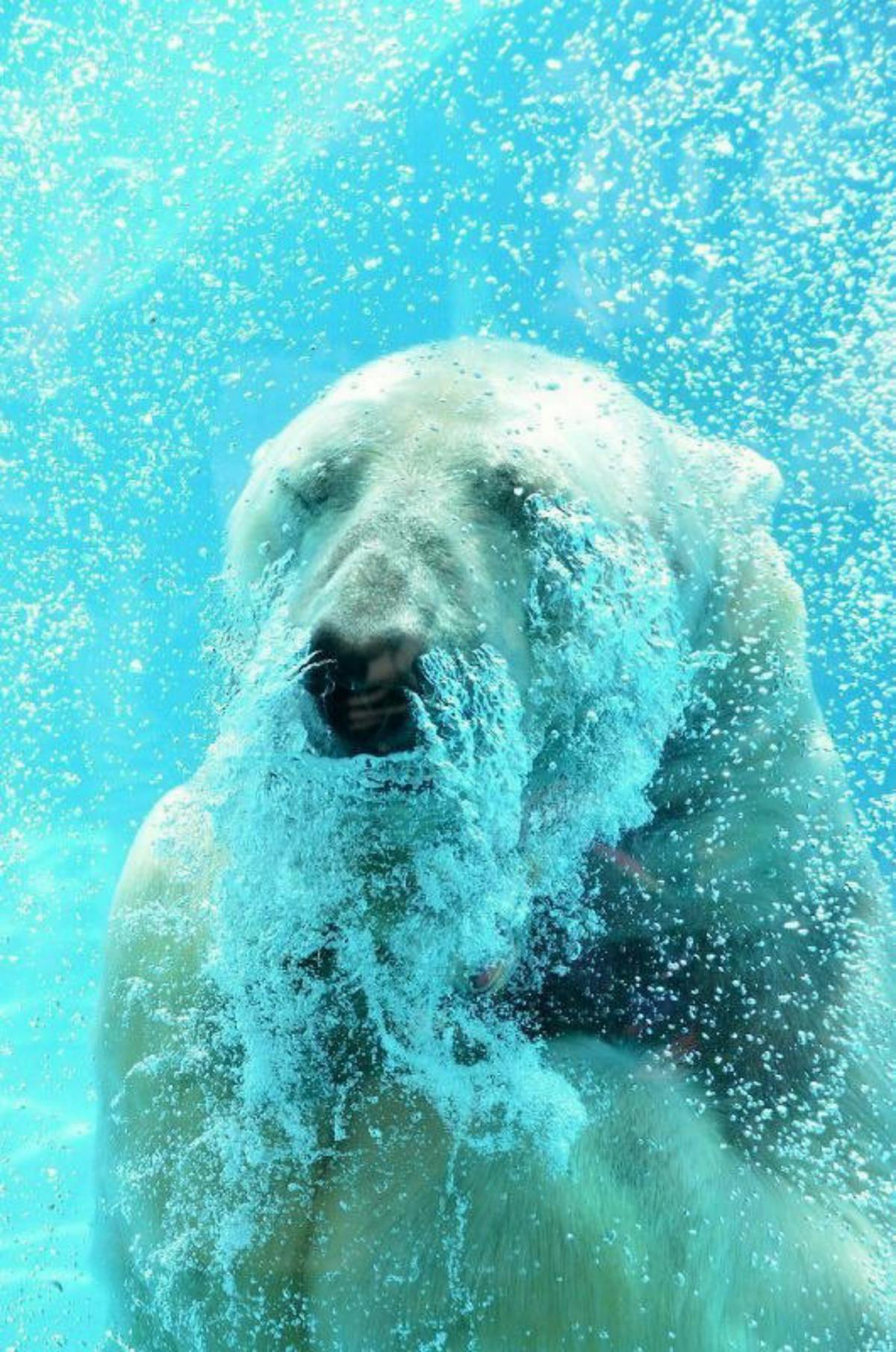 300+ Eisbär Bilder und Fotos · Kostenlos Downloaden · Pexels Stock-Fotos