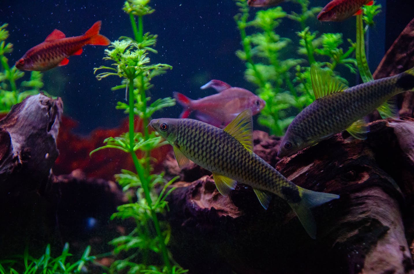 Aquatic Reptiles Explained: Types, Habits, and Fun Facts