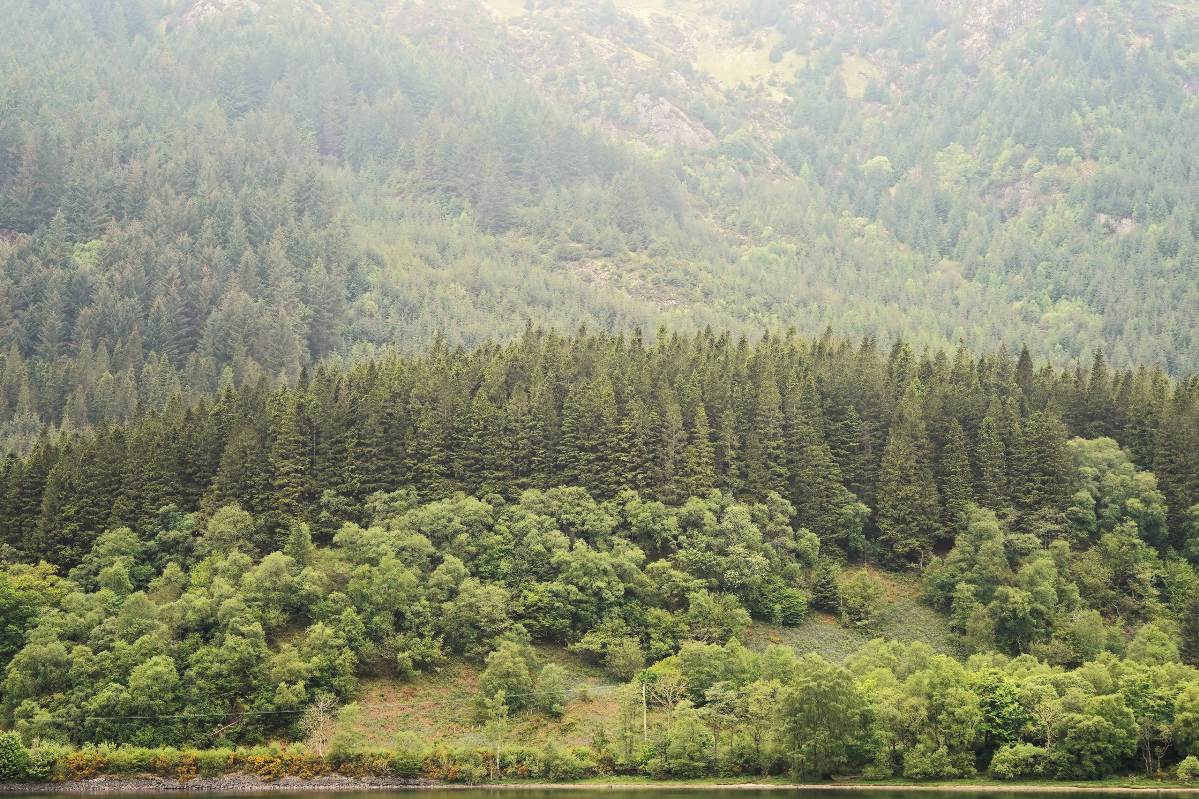 Scenic Forest Landscape in Scottish Highlands · Free Stock Photo