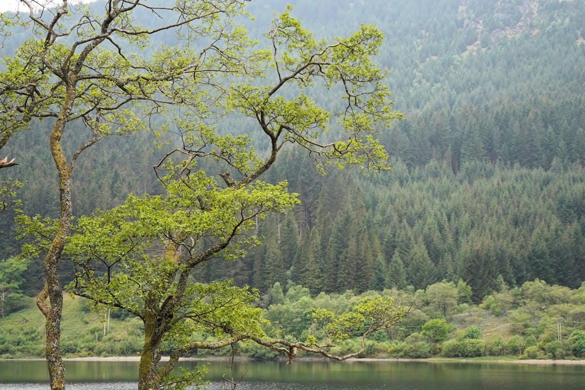 Ravan Photo Photos, Download The BEST Free Ravan Photo Stock Photos ...