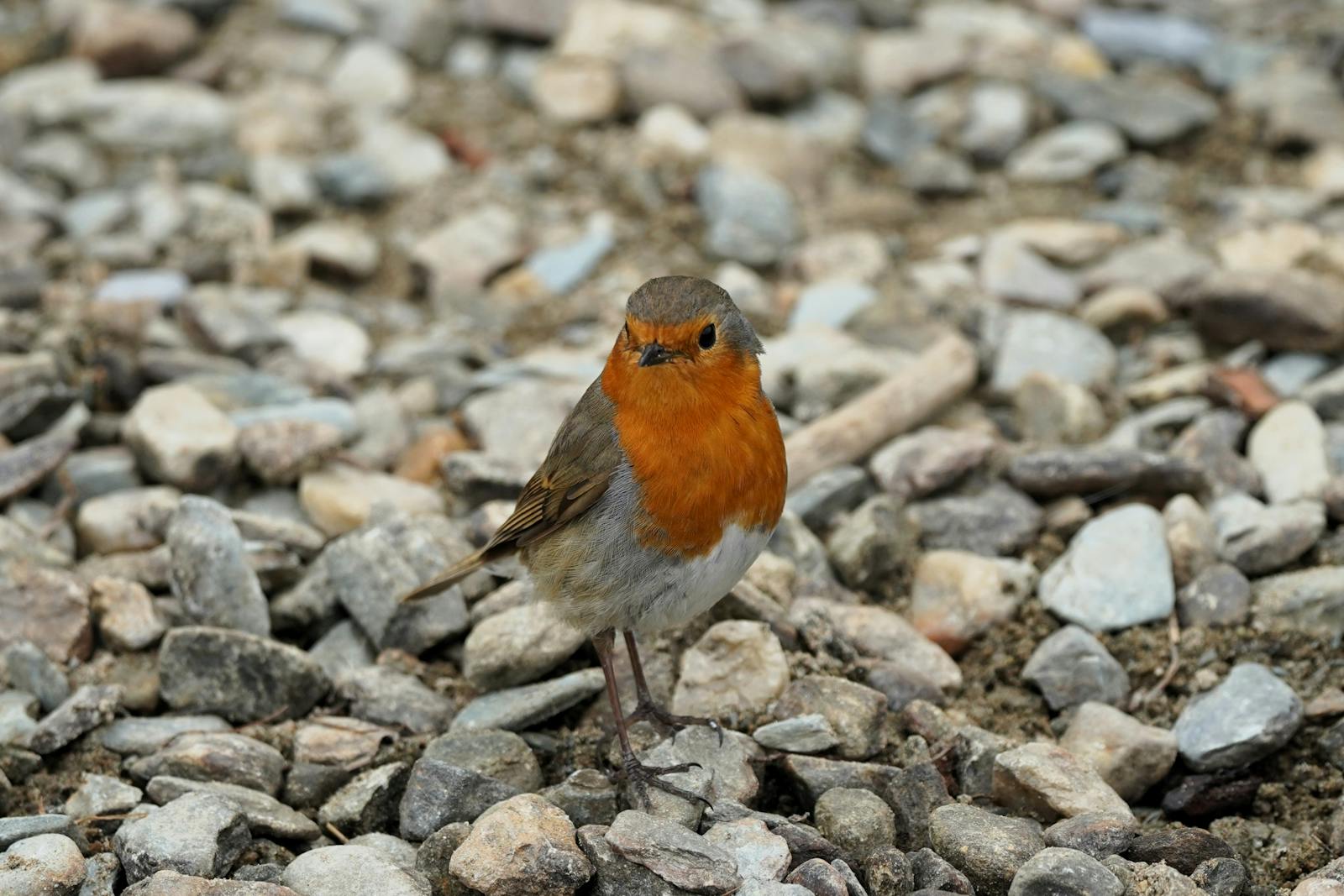 Ravan Photo Photos, Download The BEST Free Ravan Photo Stock Photos ...