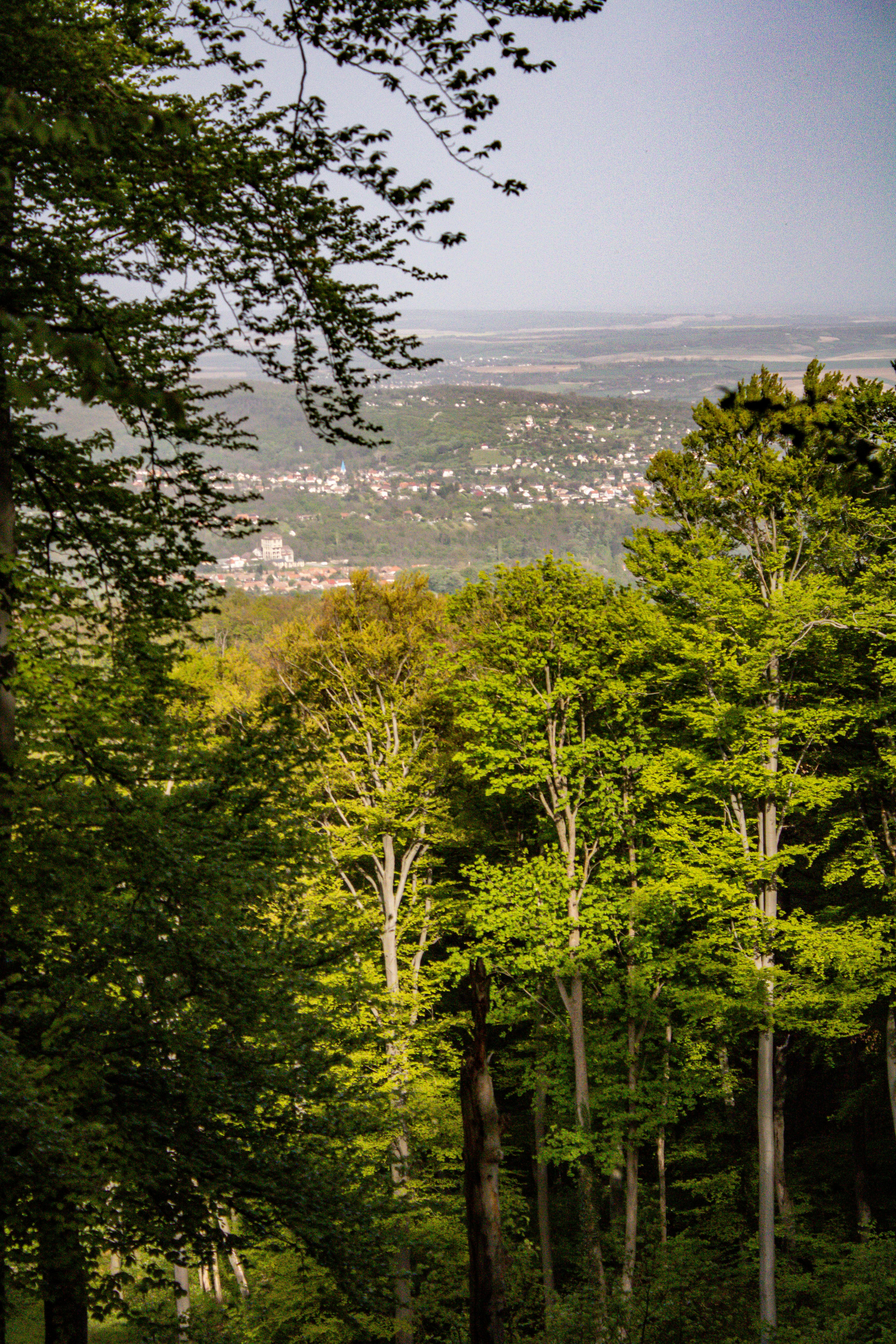 Scenic View of Forest and City from Mecsek, Pécs · Free Stock Photo