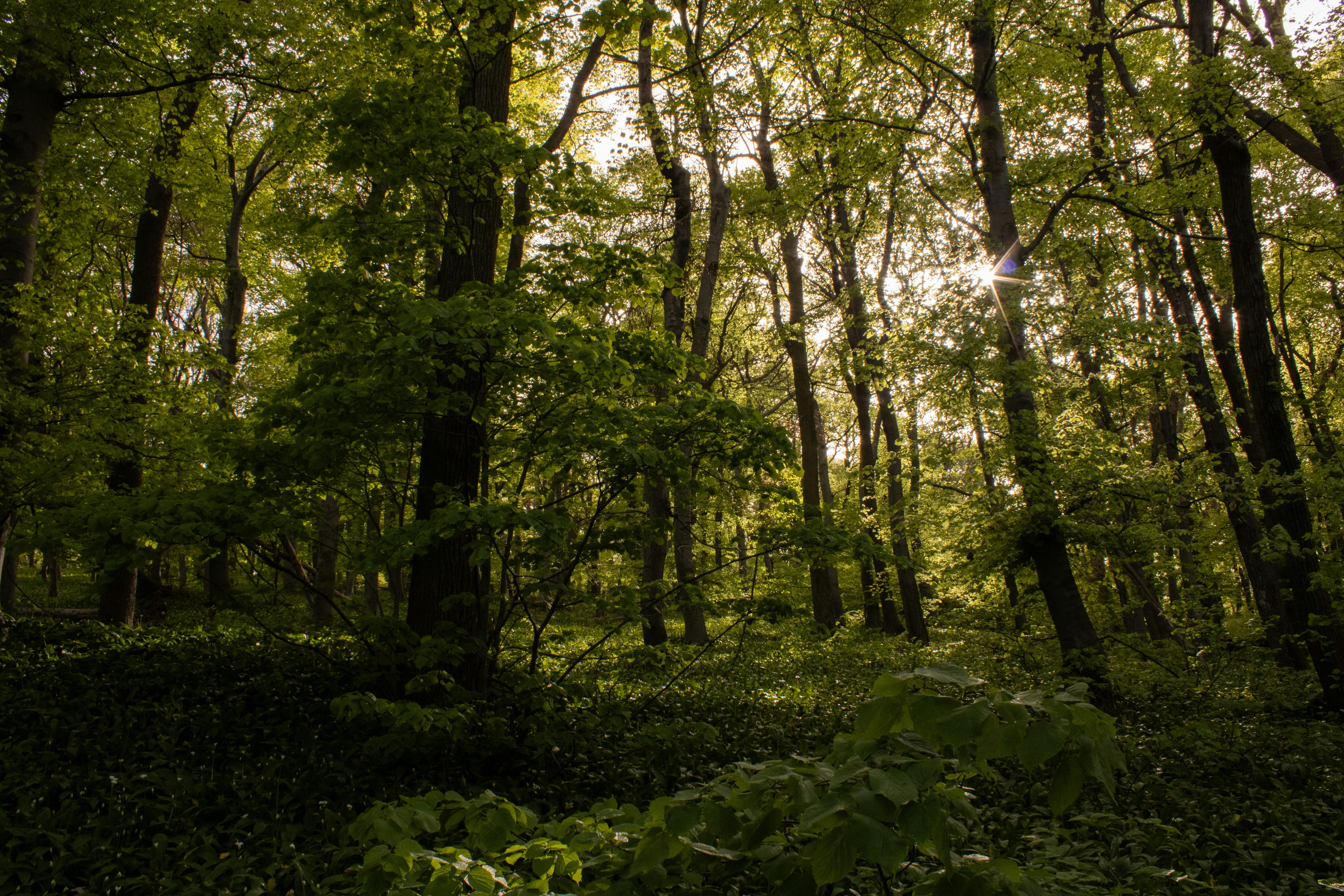 Sunlit Forest in Pécs, Hungary · Free Stock Photo