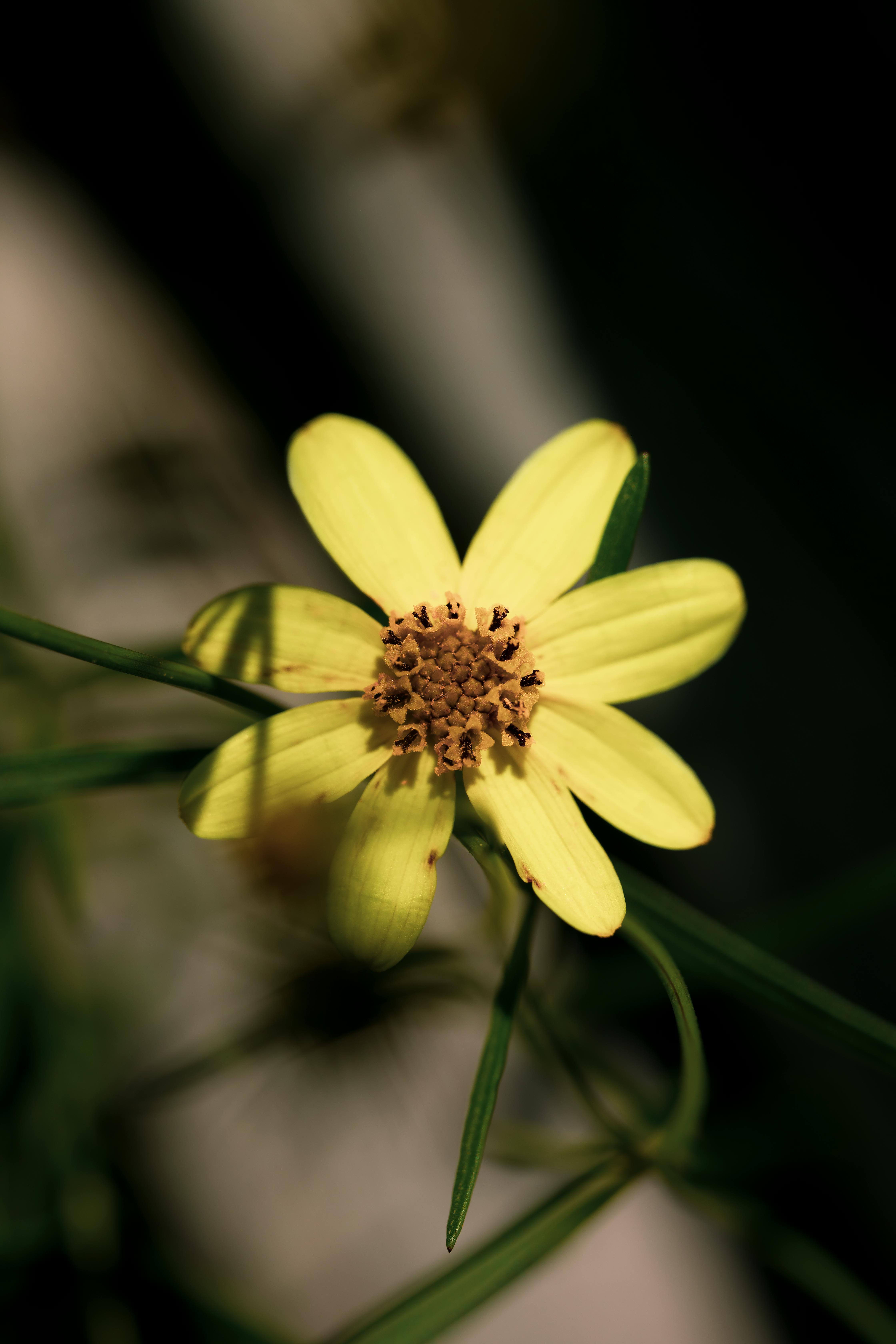 Pin Ups Photos, Download The BEST Free Pin Ups Stock Photos & HD Images