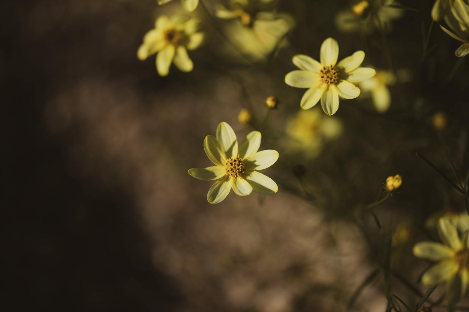 Blake Blossom Photos, Download The BEST Free Blake Blossom Stock Photos ...