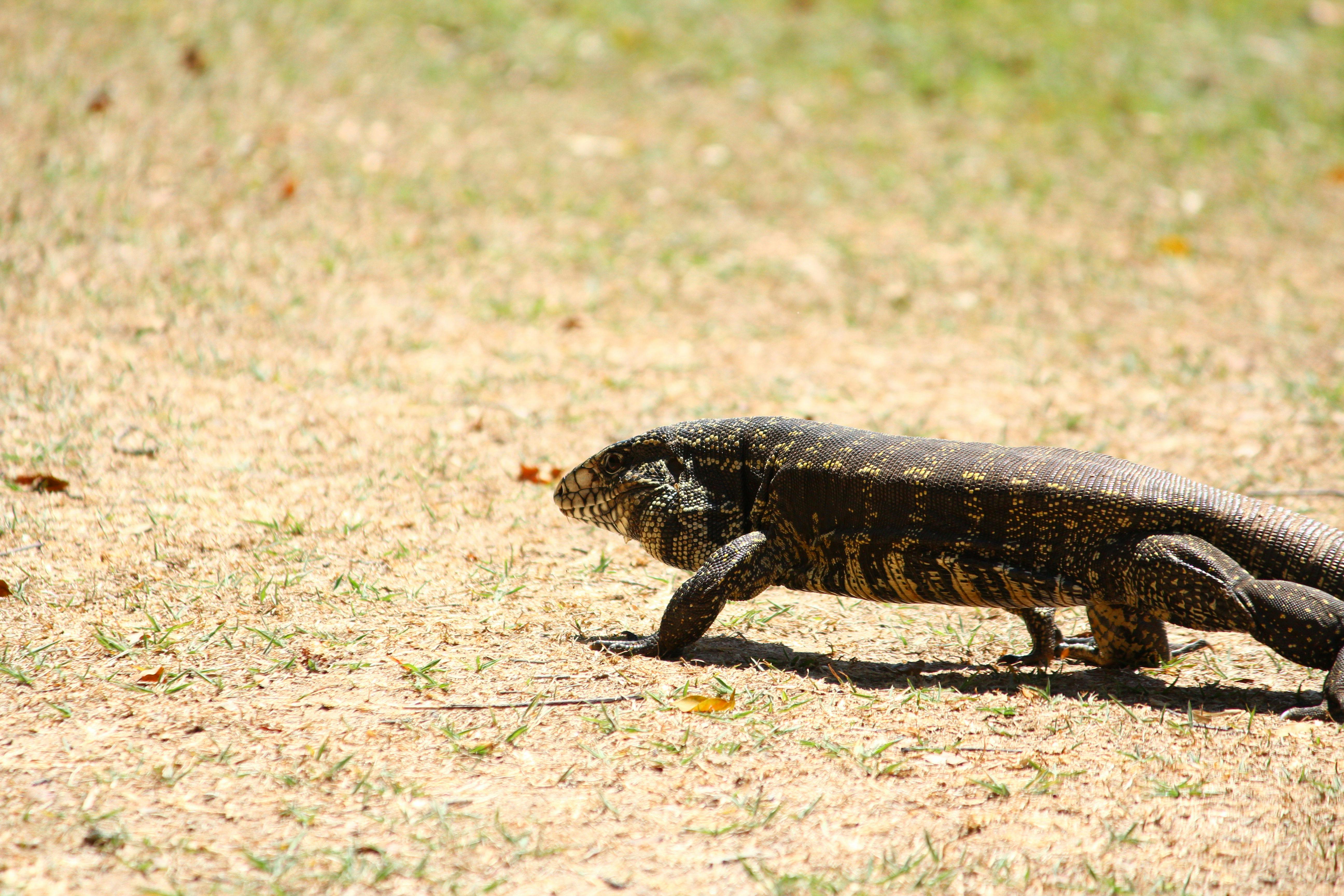 Tegu Lizard Crawling on Sunlit Grass · Free Stock Photo