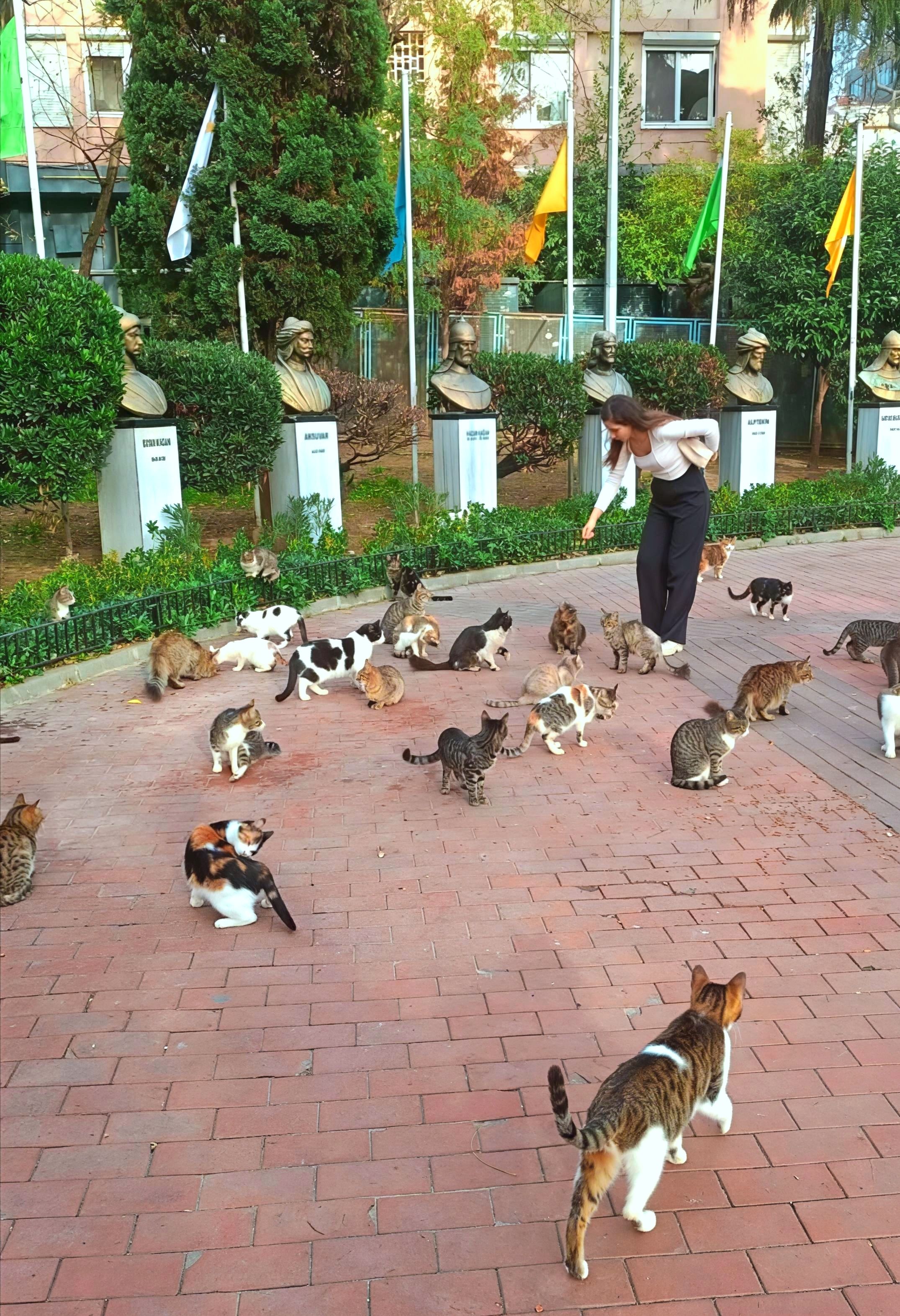 Woman Feeding Cats in Urban Park Setting · Free Stock Photo