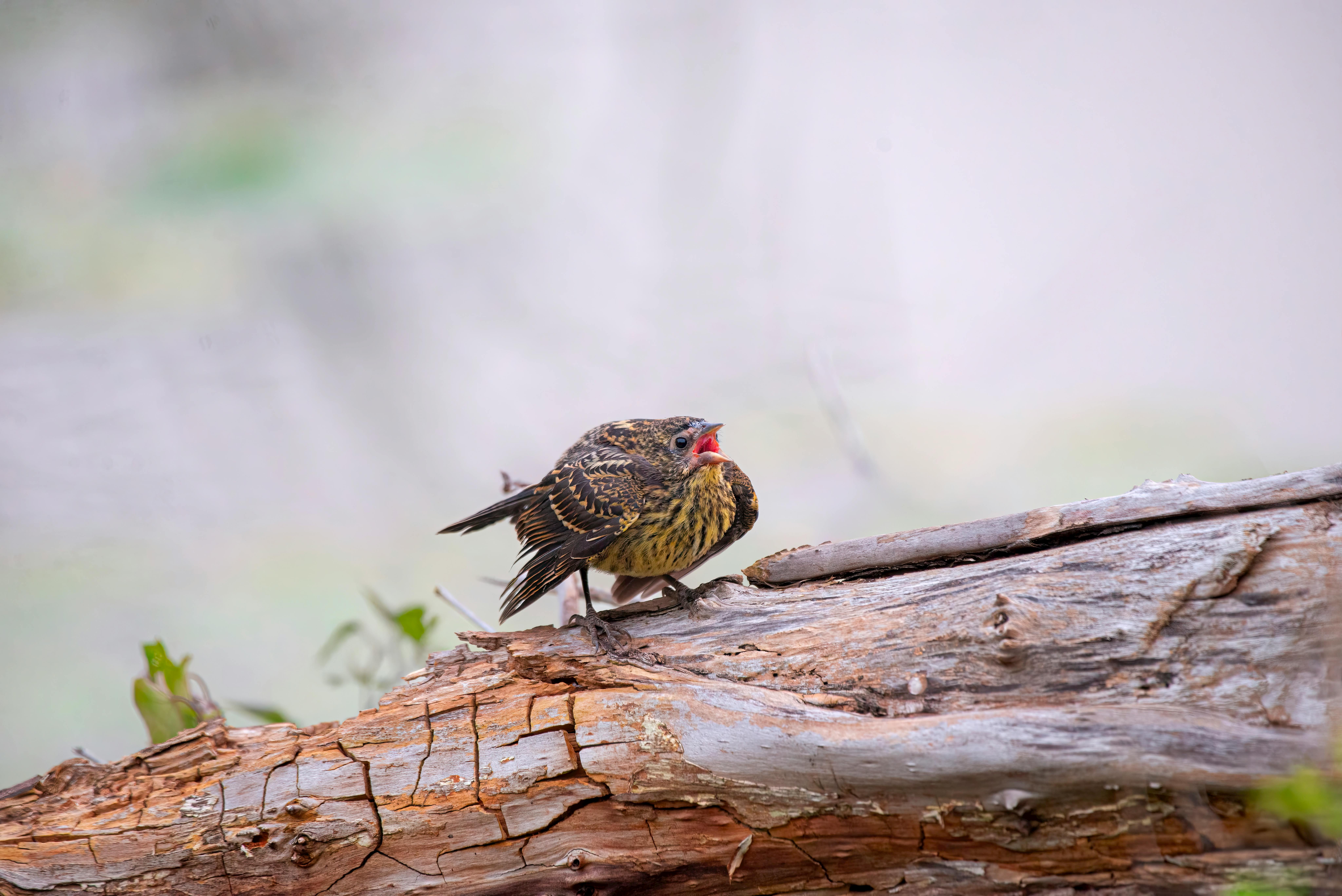 Tum Tum Song Photos, Download The BEST Free Tum Tum Song Stock Photos ...