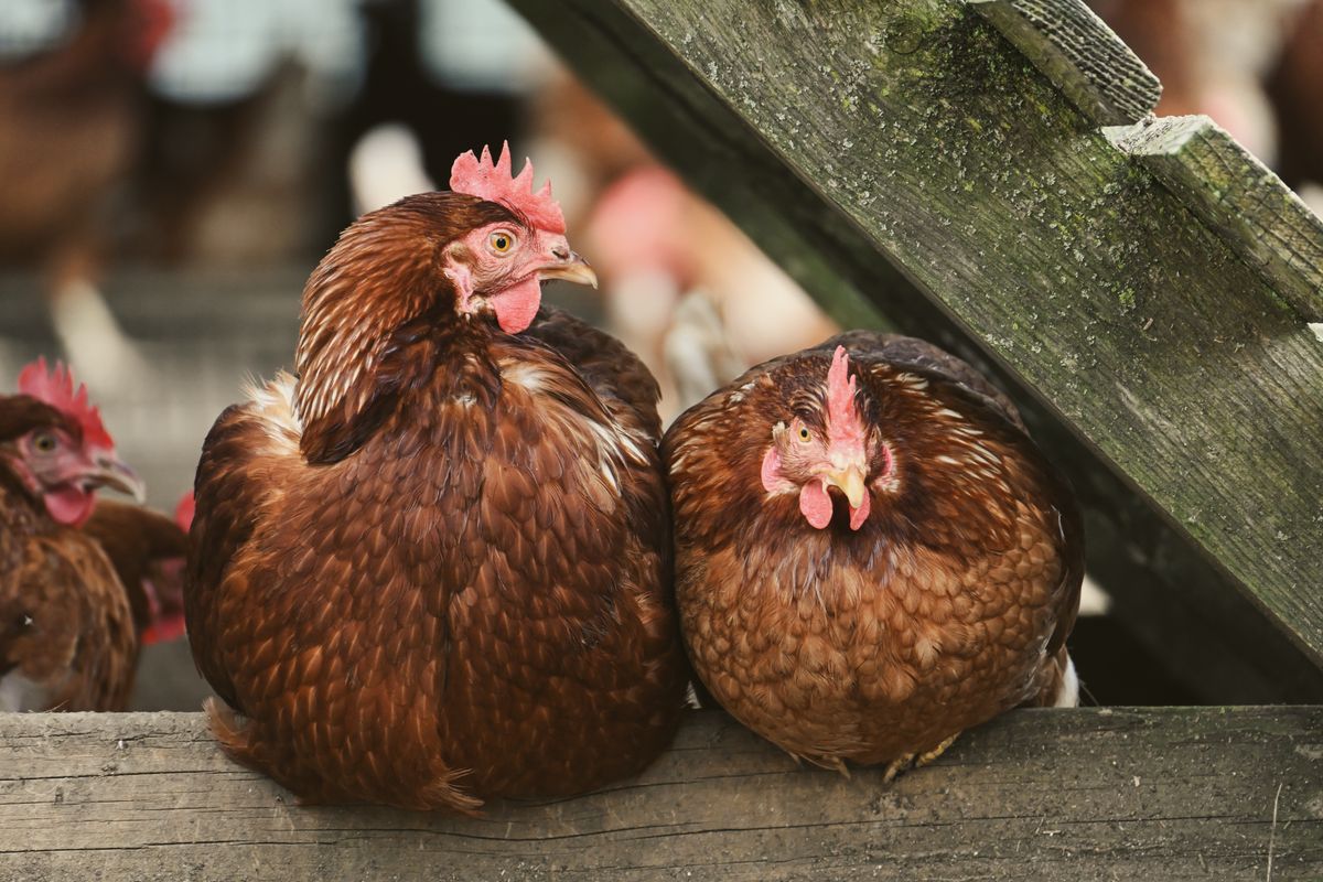 Hen Images Photos, Download The BEST Free Hen Images Stock Photos & HD ...