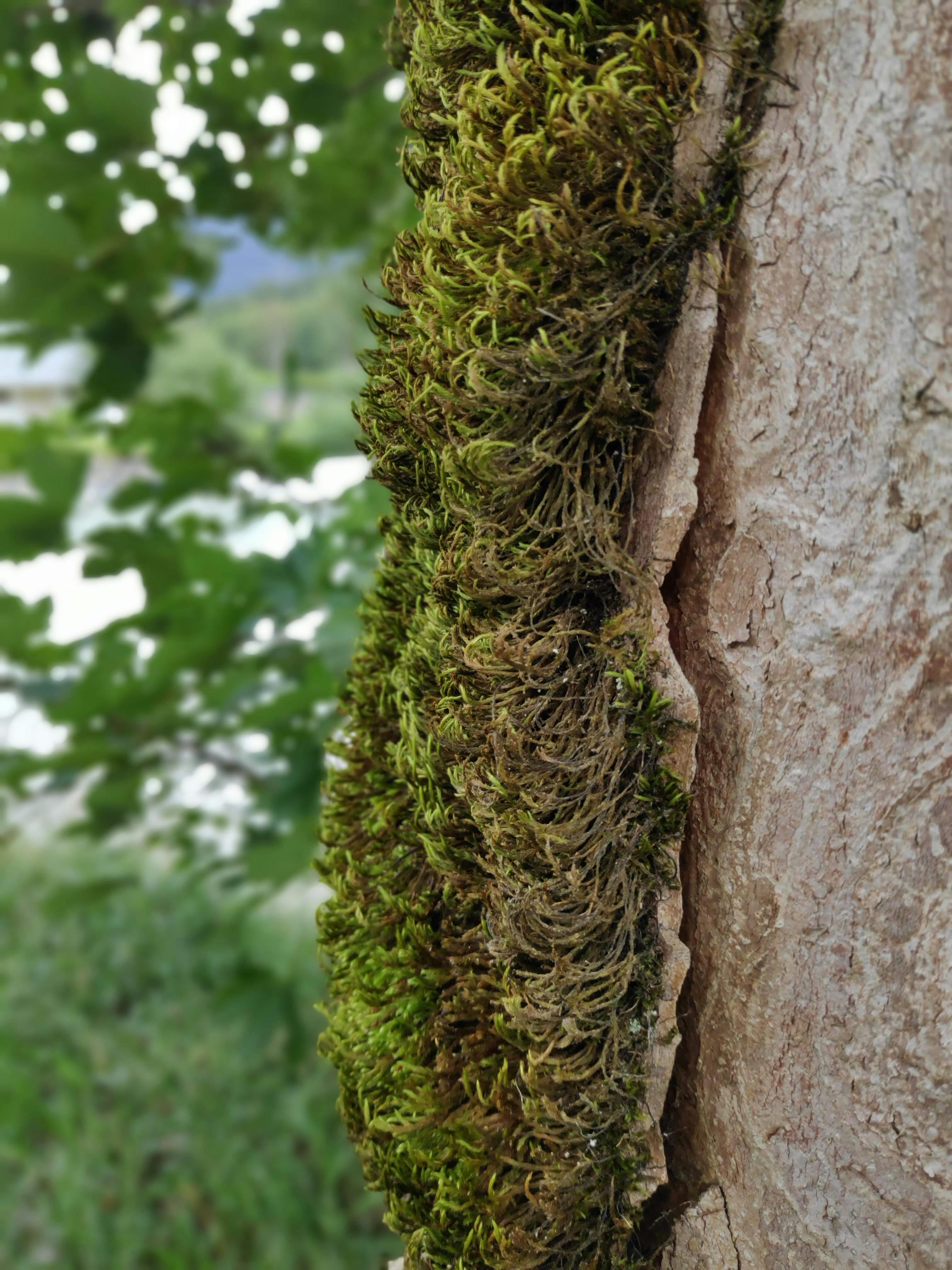 Wood Texture Nature Photos, Download The BEST Free Wood Texture Nature ...