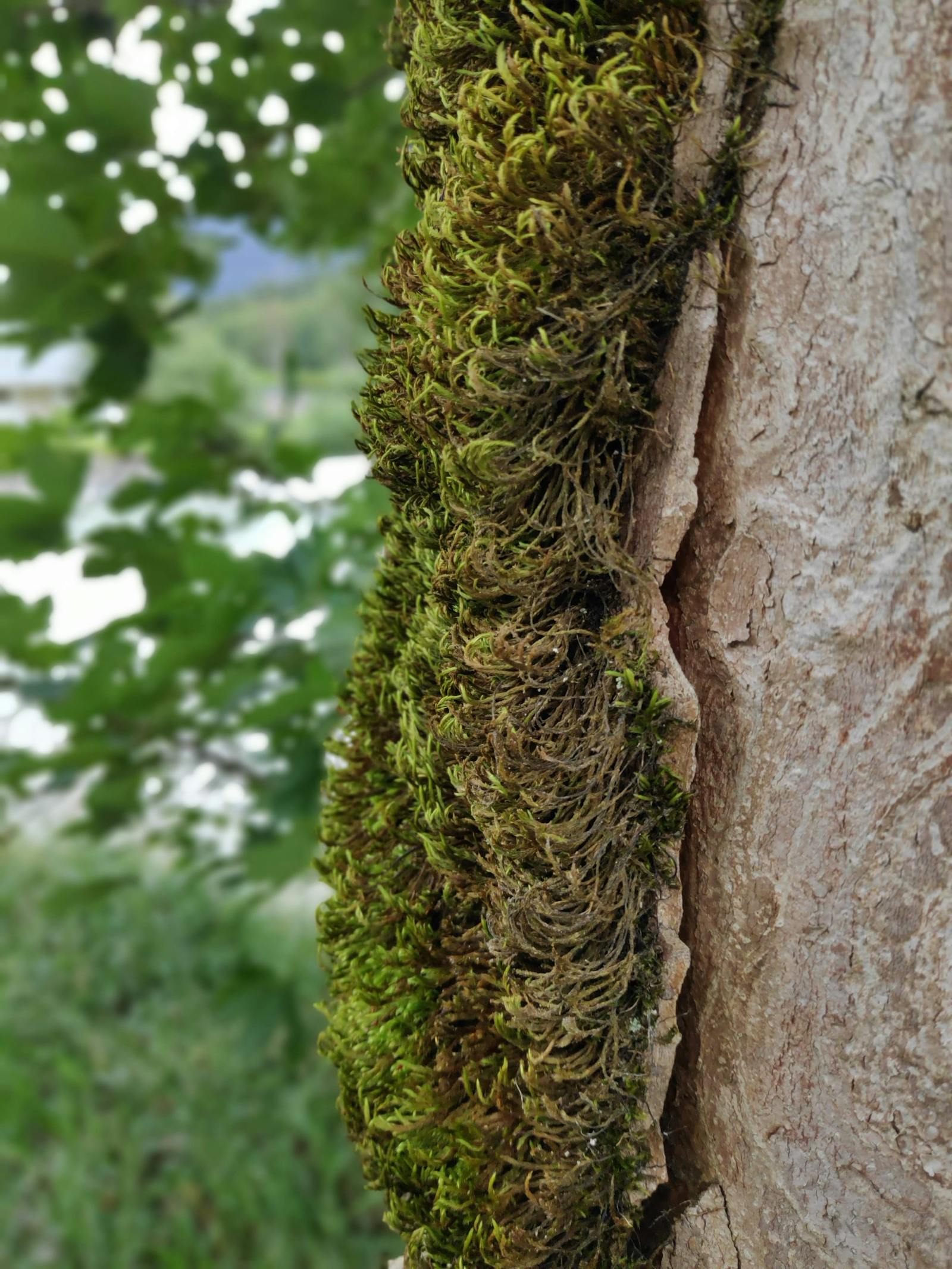 Intro Background Photos, Download The BEST Free Intro Background Stock ...