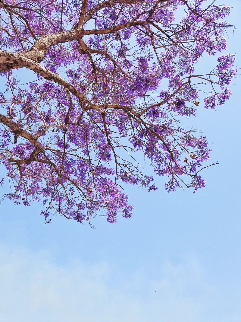Jacaranda Photos, Download The BEST Free Jacaranda Stock Photos & HD Images