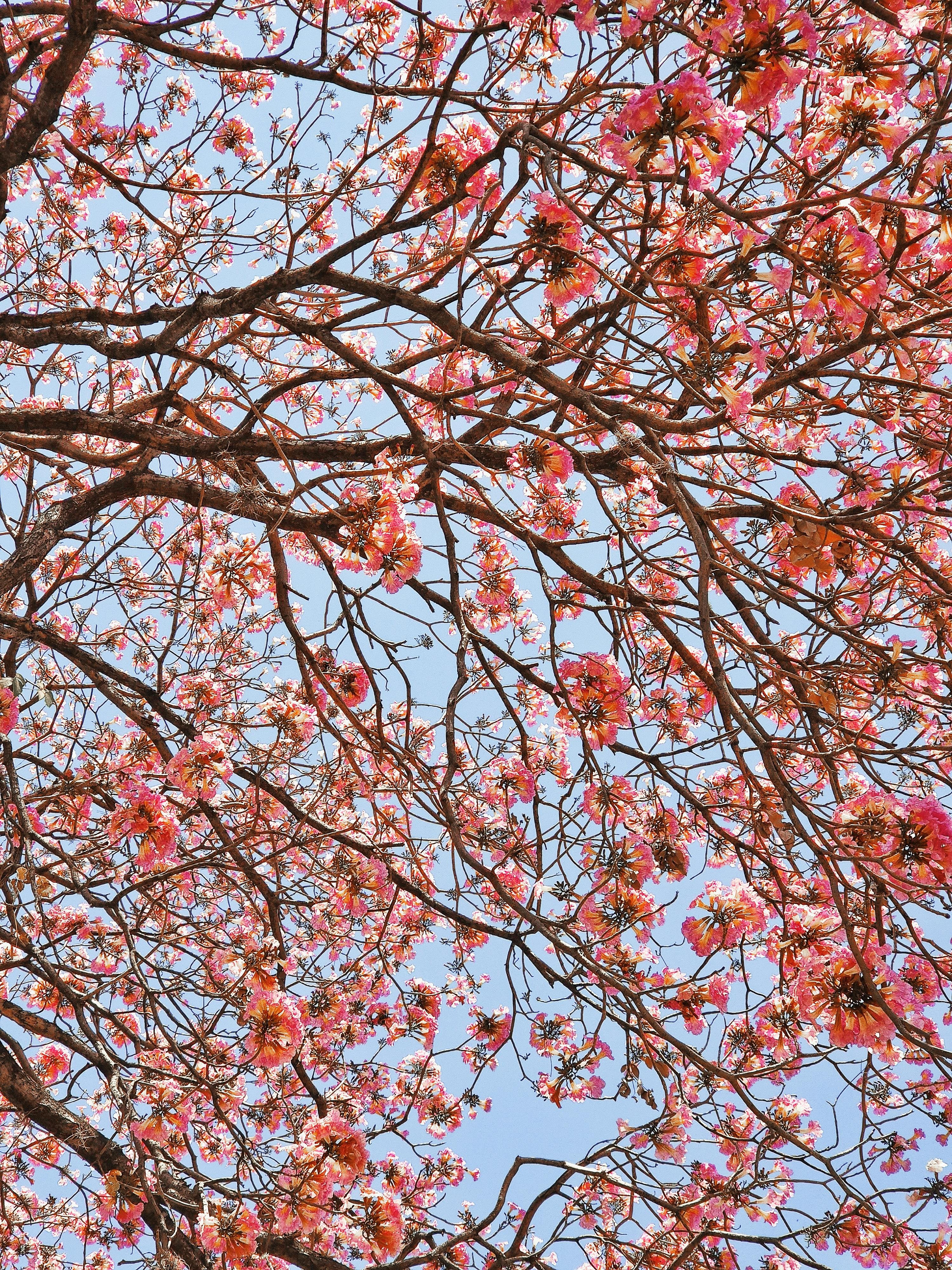 Blooming Pink Tabebuia Tree Branches in Brazil · Free Stock Photo