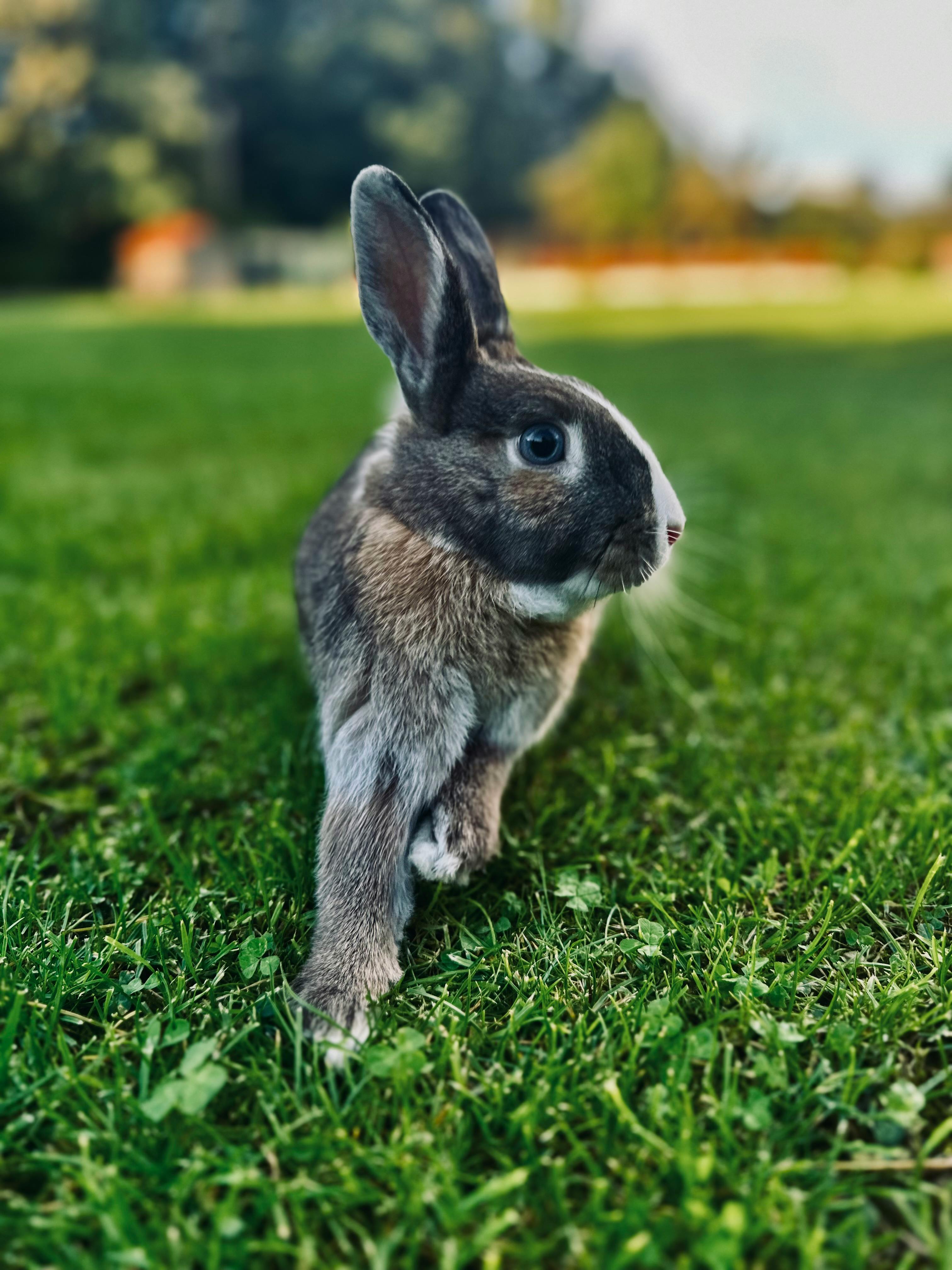 Adorable Rabbit Exploring Lush Green Field · Free Stock Photo