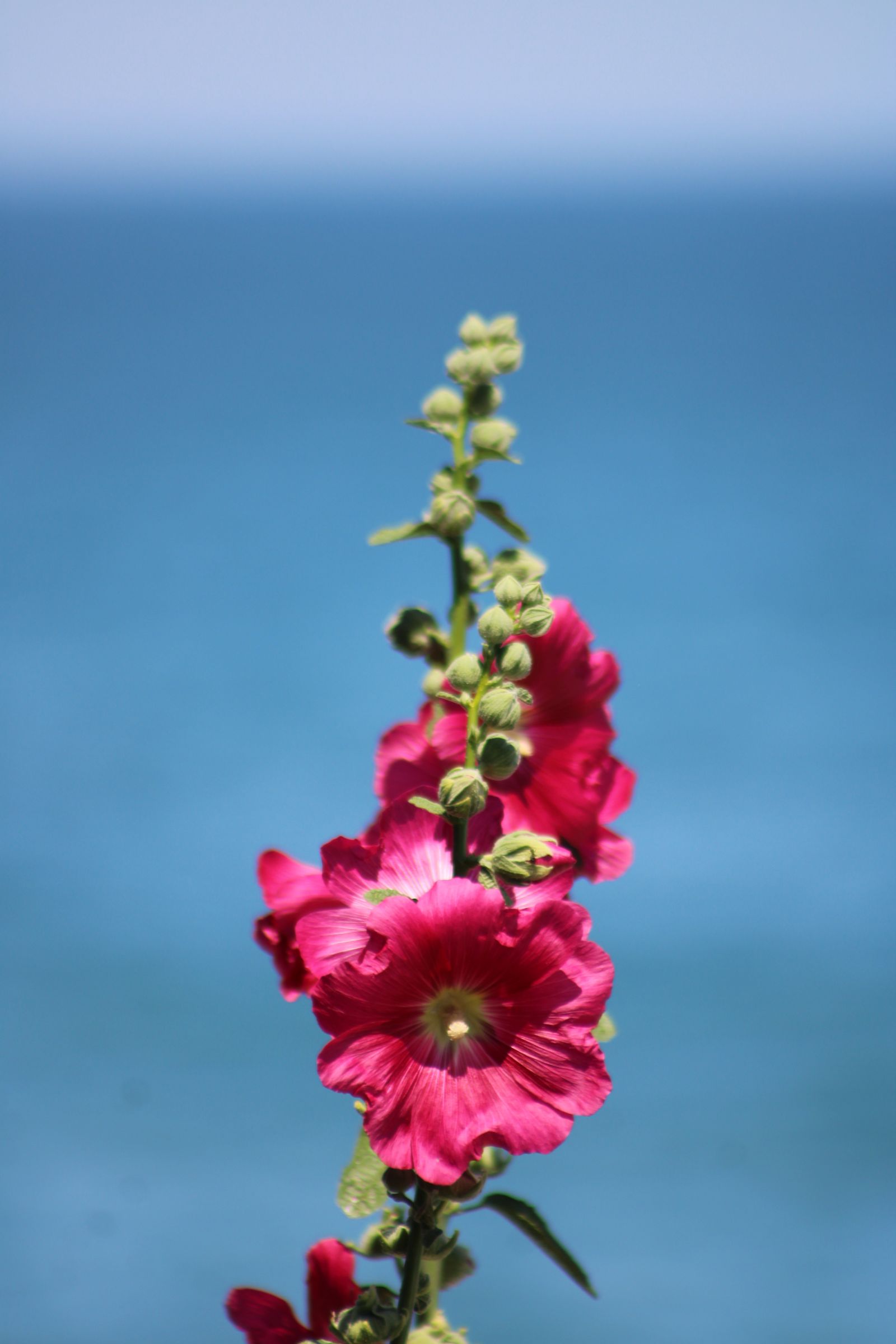 Wildflower Photos, Download The BEST Free Wildflower Stock Photos & HD ...