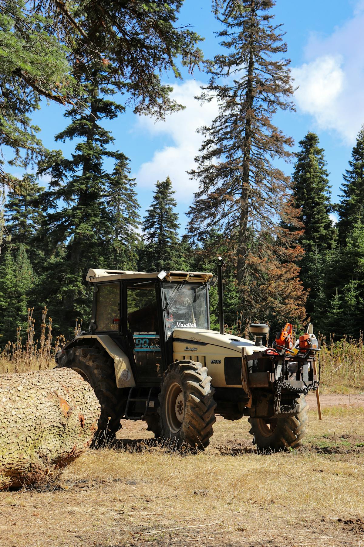 Forest Clearing Photos, Download The BEST Free Forest Clearing Stock ...