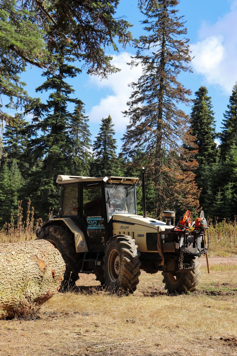 Forest Clearing Photos, Download The BEST Free Forest Clearing Stock ...