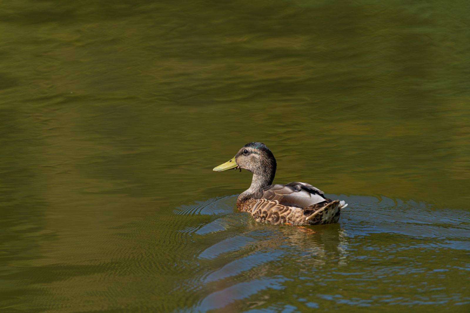 Water Animals Photos, Download The BEST Free Water Animals Stock Photos ...