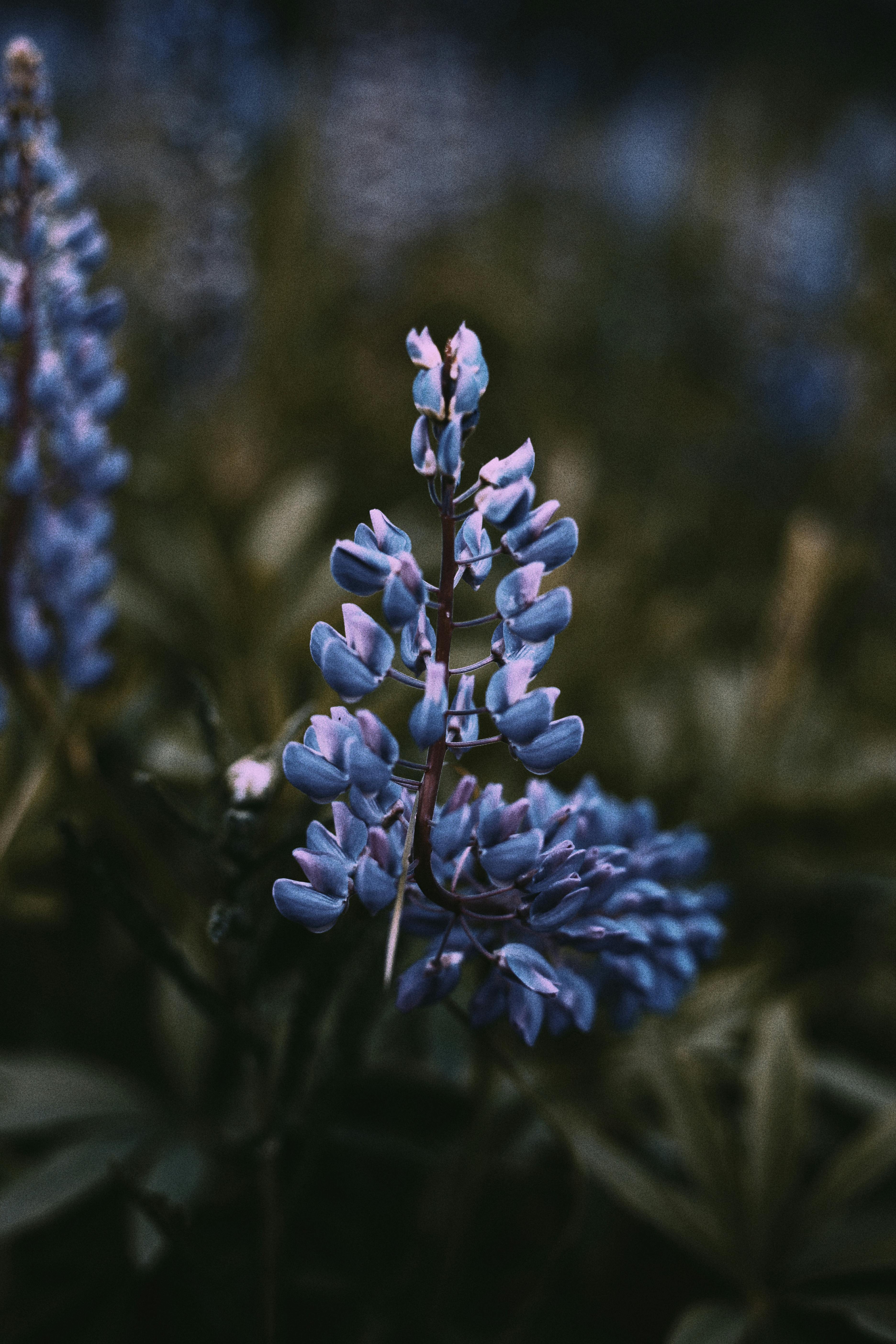 Blue Blur Background Photos, Download The BEST Free Blue Blur ...