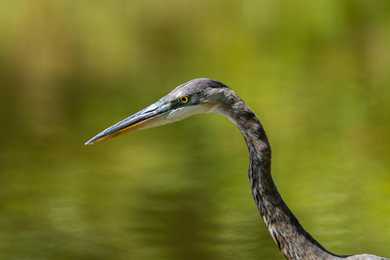 Homecoming+Images Photos, Download The BEST Free Homecoming+Images ...