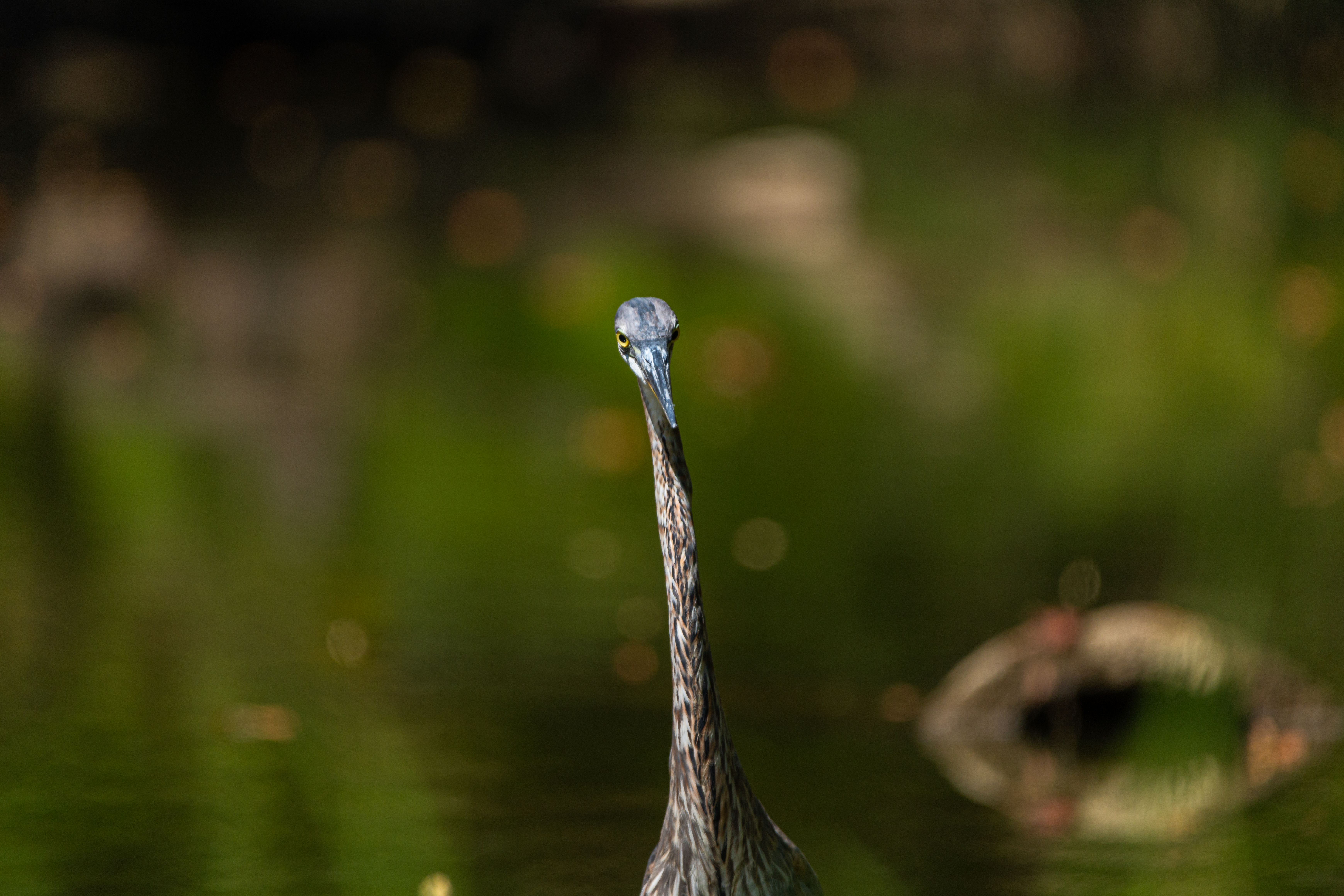 Great Blue Heron in Pennsylvania Wetland · Free Stock Photo