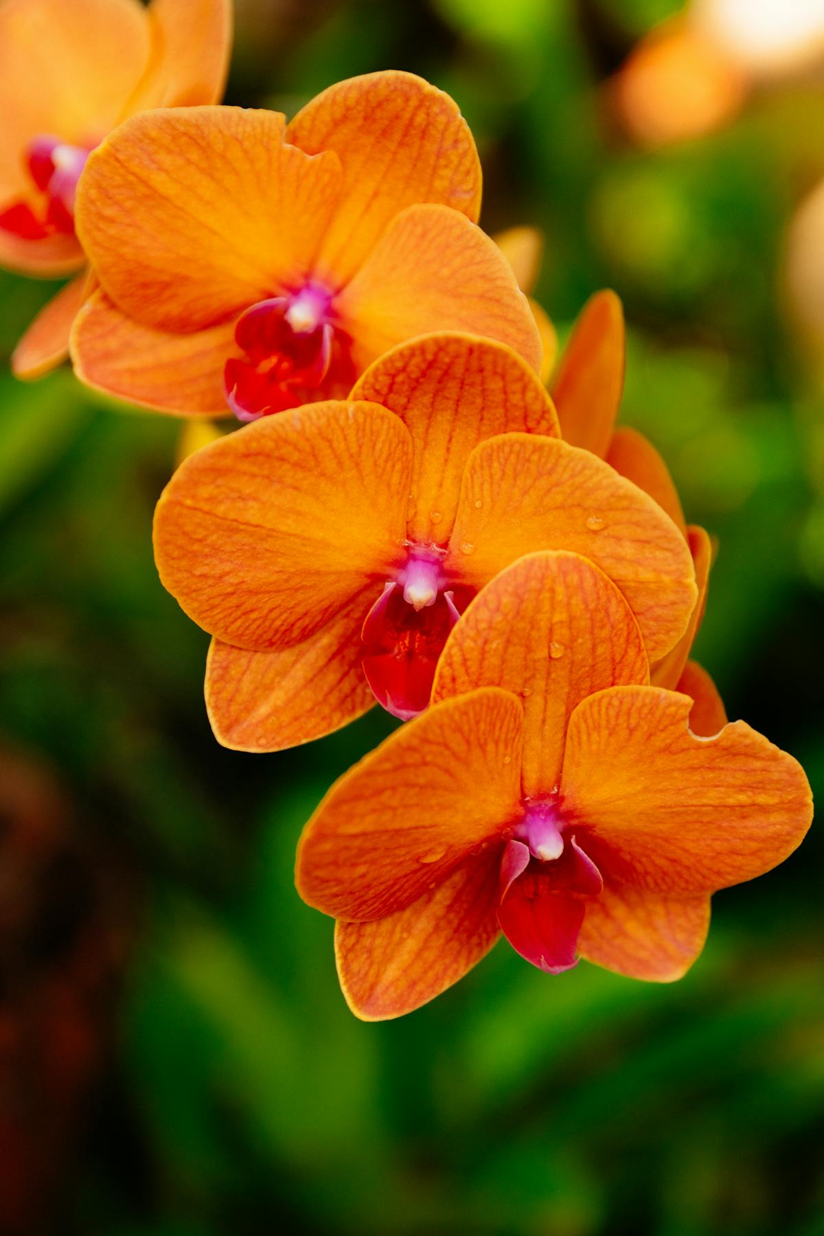 400.000+ Foto Wallpaper Bunga Estetik Terbaik · Unduh Gratis 100% ...