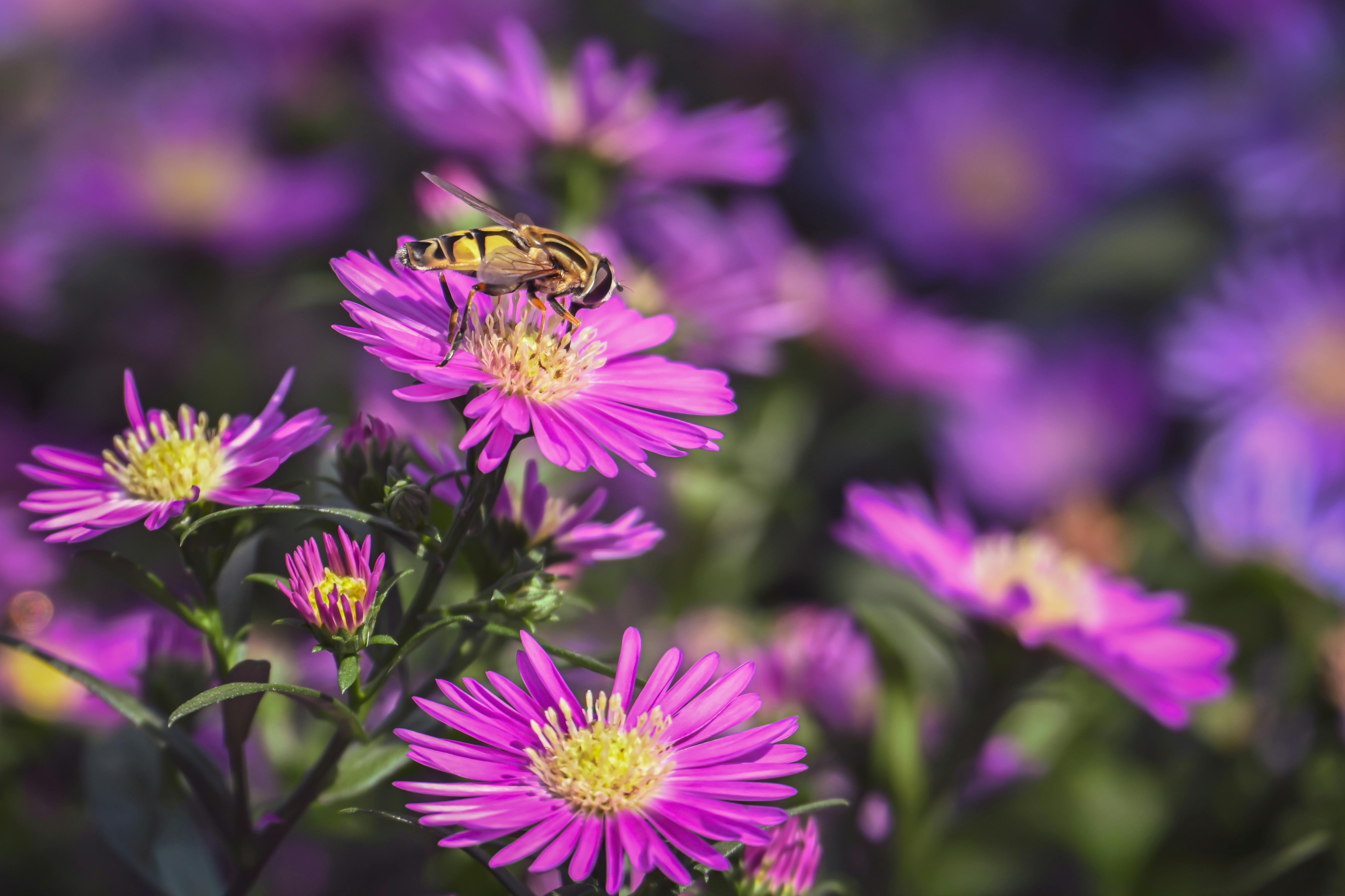 Fall Flowers Photos, Download The BEST Free Fall Flowers Stock Photos ...