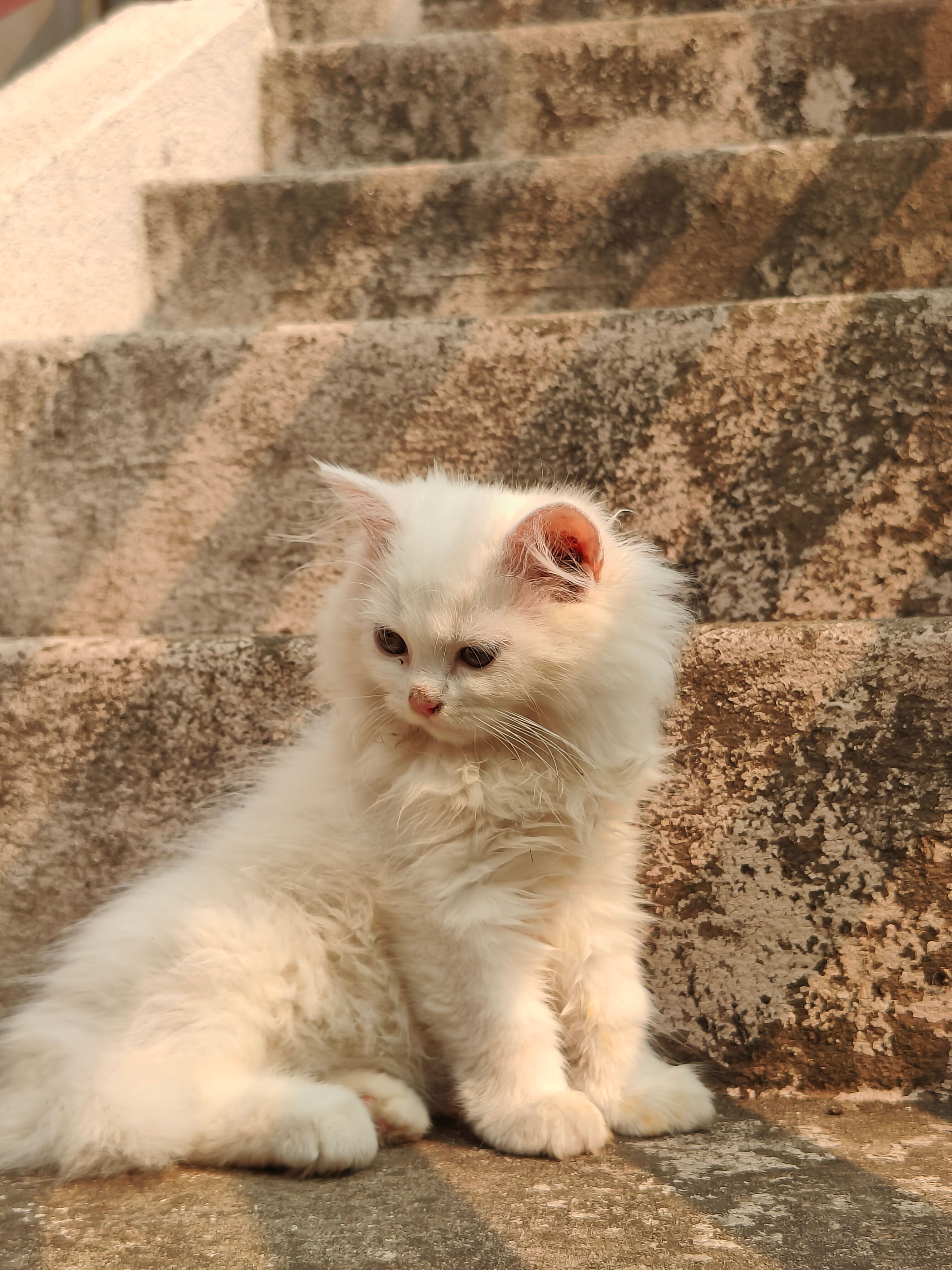 Very Cute Photos, Download The BEST Free Very Cute Stock Photos & HD Images