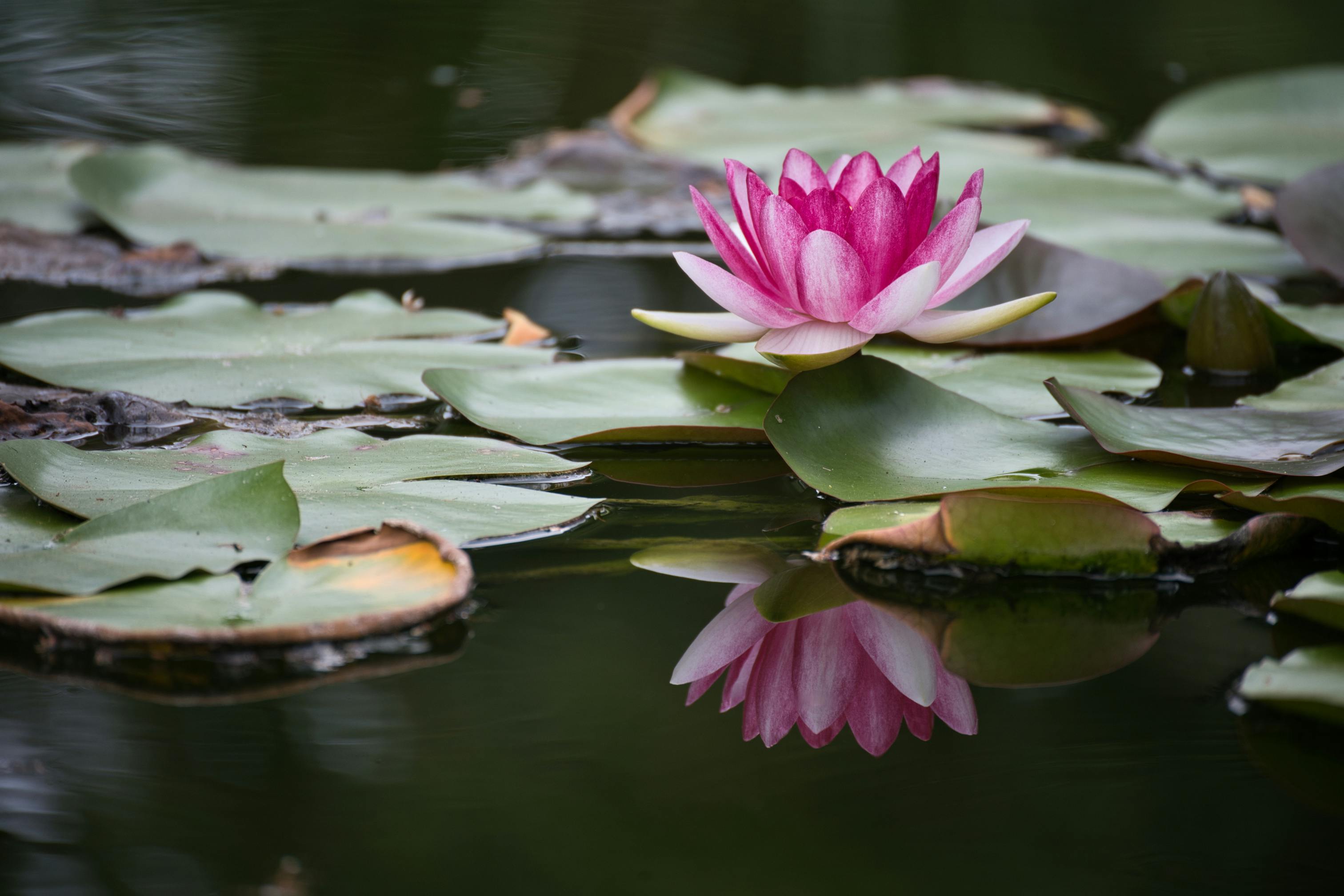 Dhanyavad+Image Photos, Download The BEST Free Dhanyavad+Image Stock ...