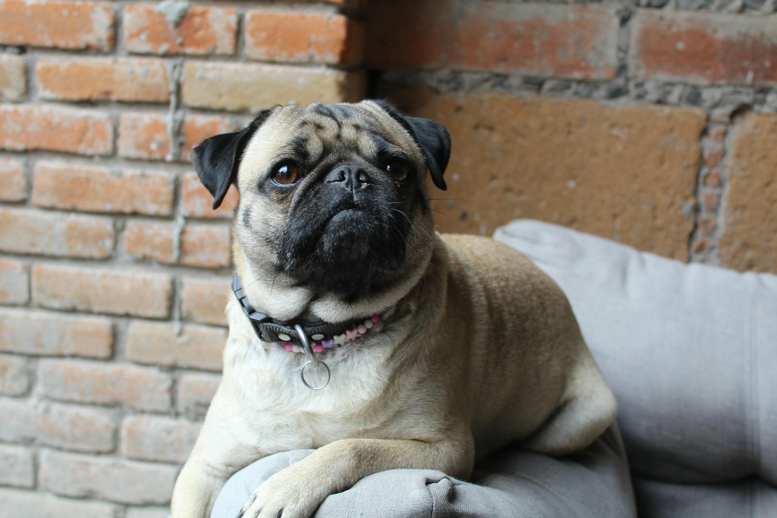 Pug Photos, Download The BEST Free Pug Stock Photos & HD Images